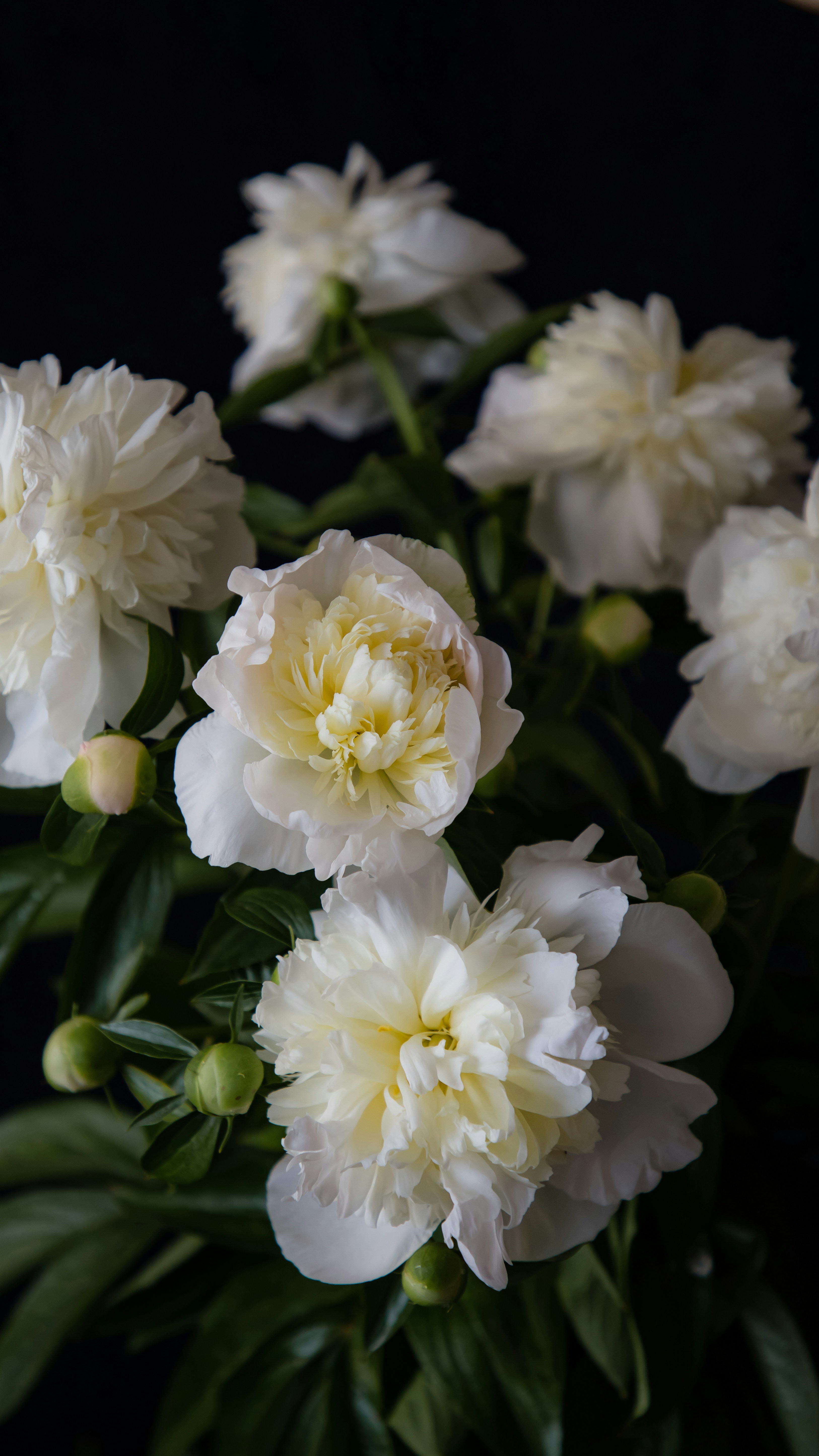 White Peonies in Focus: A Quiet Floral Portrait Against Velvet Darkness