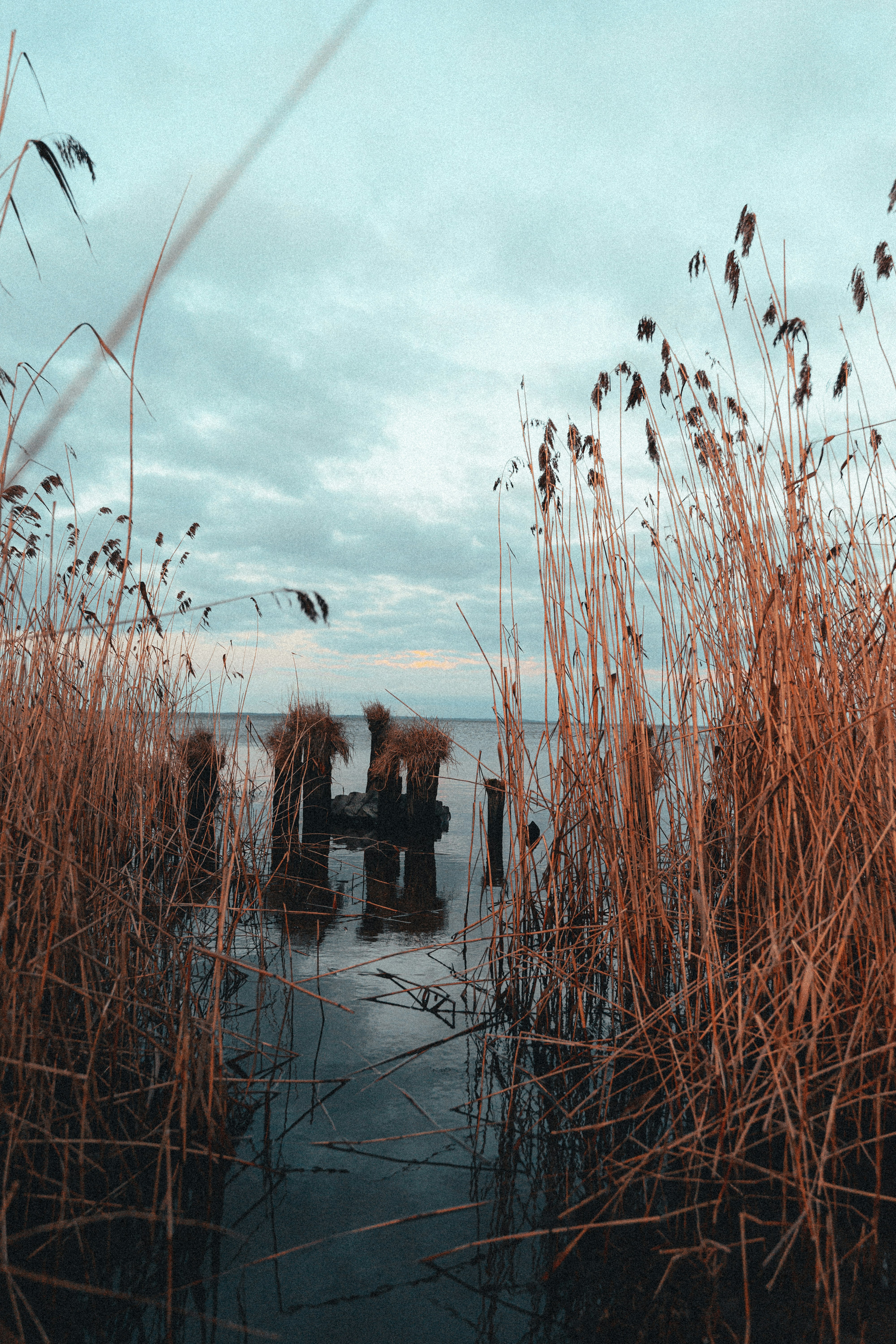 Reeds at the Edge: Dusk Over a Calm Wetland