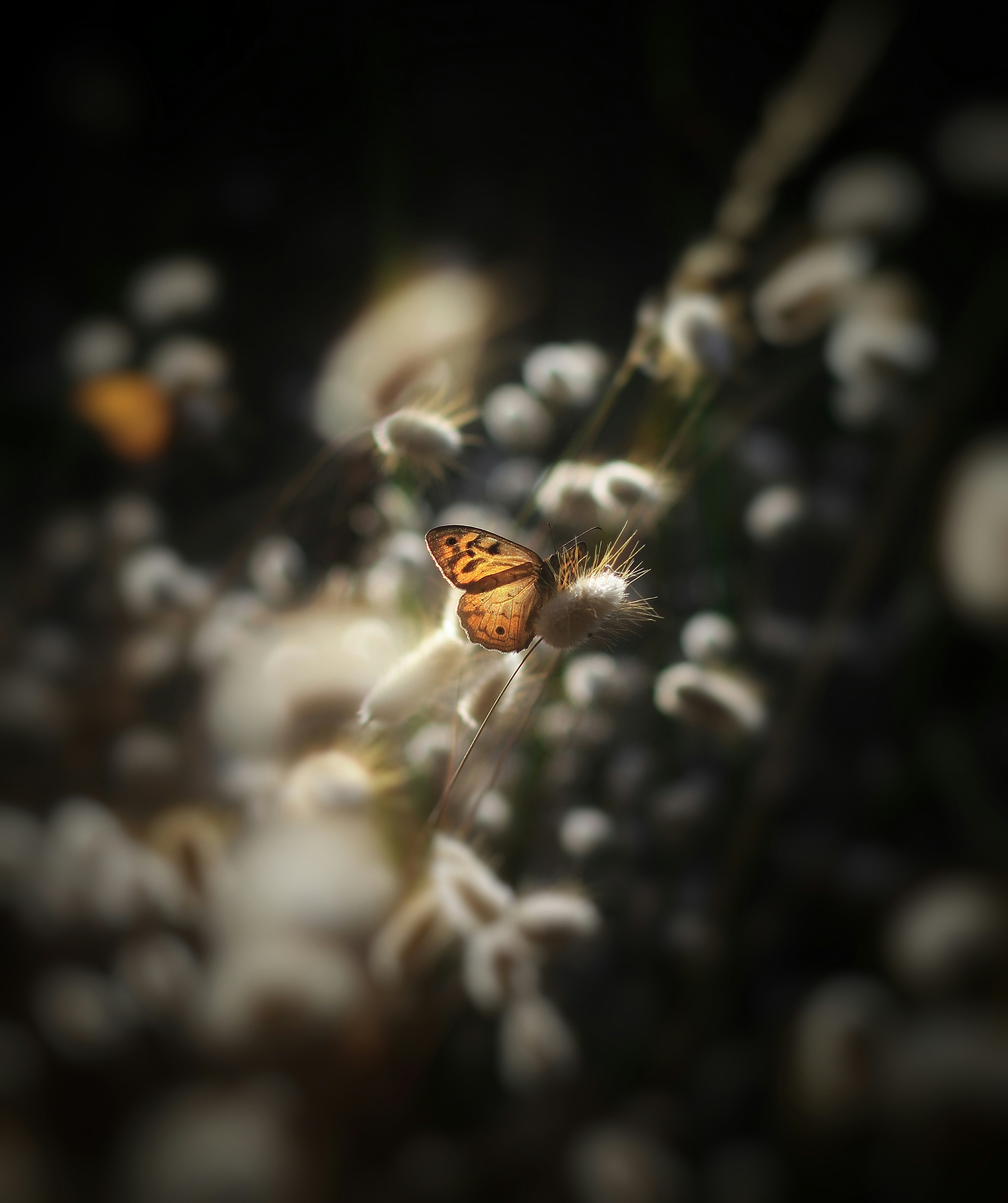 Amber Wings on a Silken Seedhead in a Quiet Meadow
