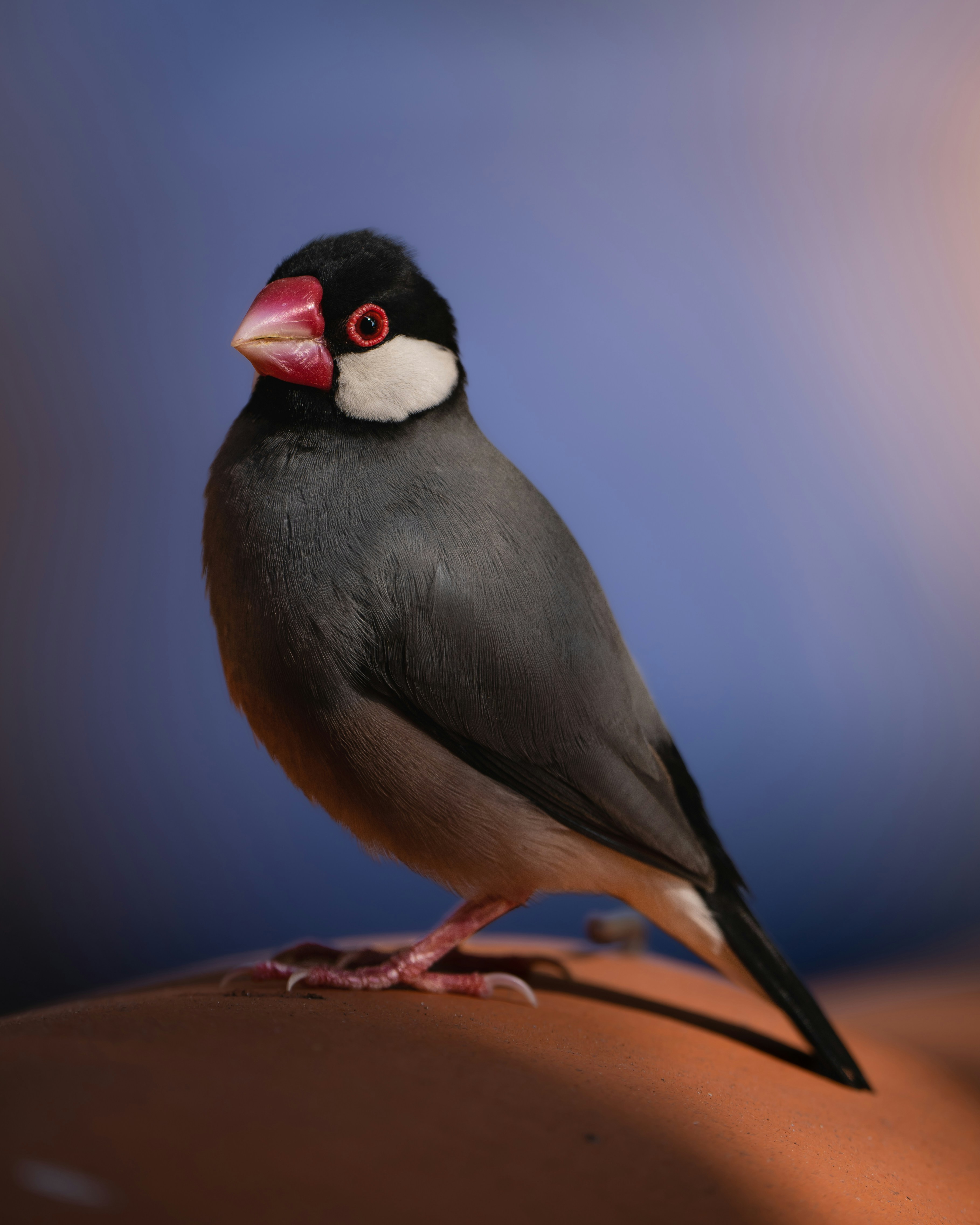 Red-beaked Java Sparrow Perched Against a Velvet Blue Backdrop