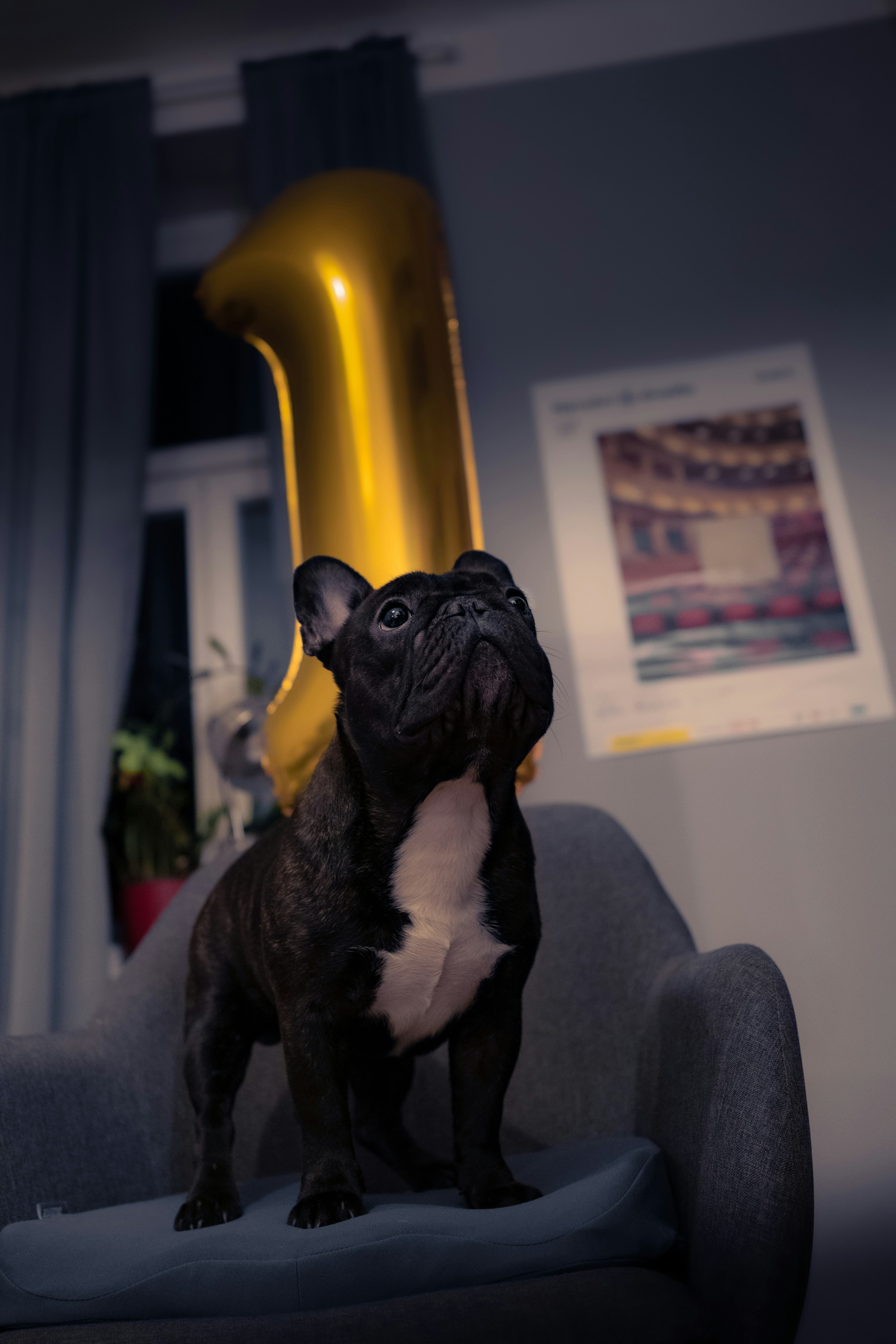 Sentinel of the Glow: French Bulldog Beneath a Giant Gold Balloon