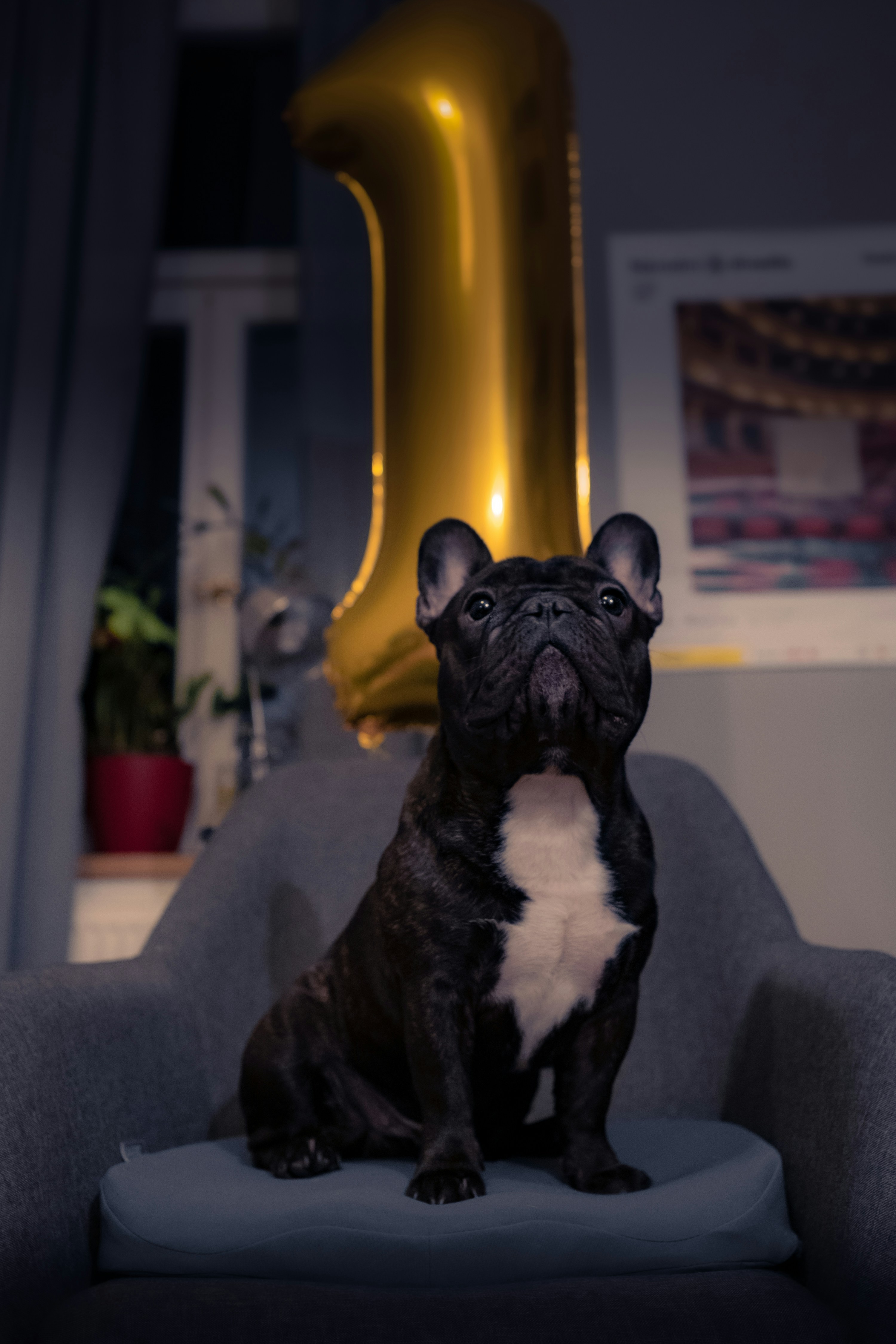 Awaiting the Balloon Moment: French Bulldog on a Cushioned Throne