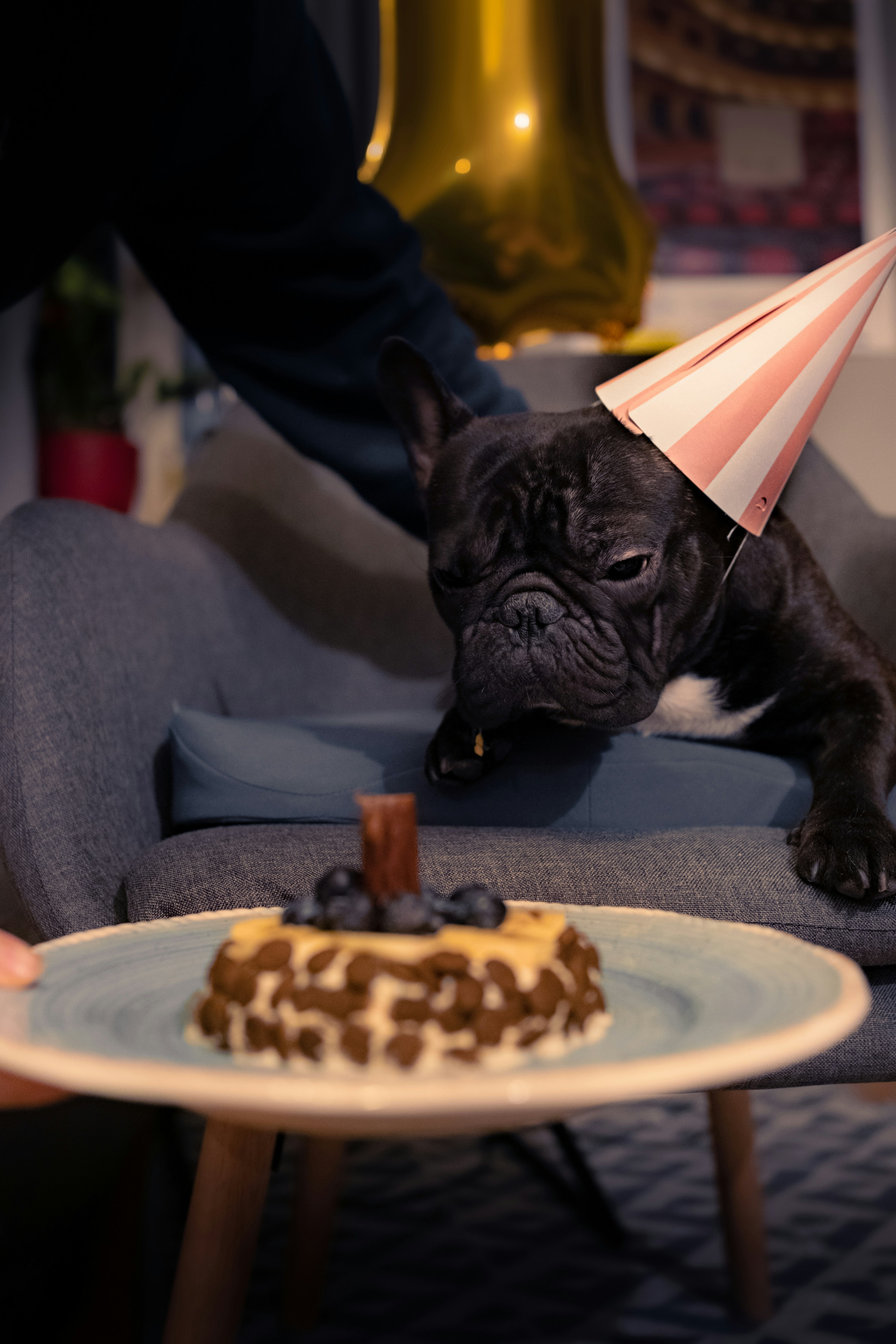 Party-Hatted Bulldog Curiously Inspecting a Birthday Cake on a Cozy Sofa