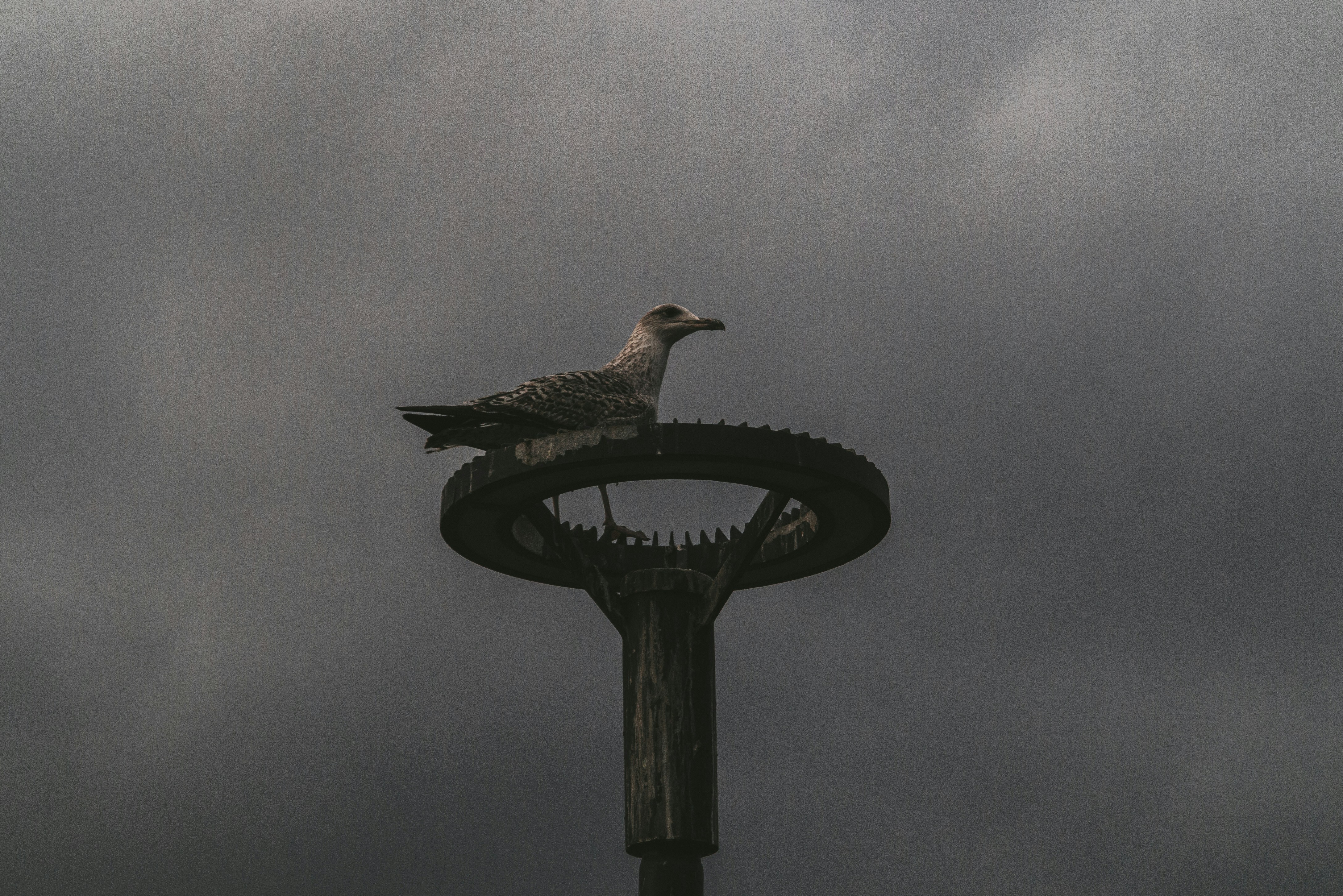 A seagull stands atop a circular post against a backdrop of dark, ominous clouds, embodying a moment of stillness amidst impending weather.