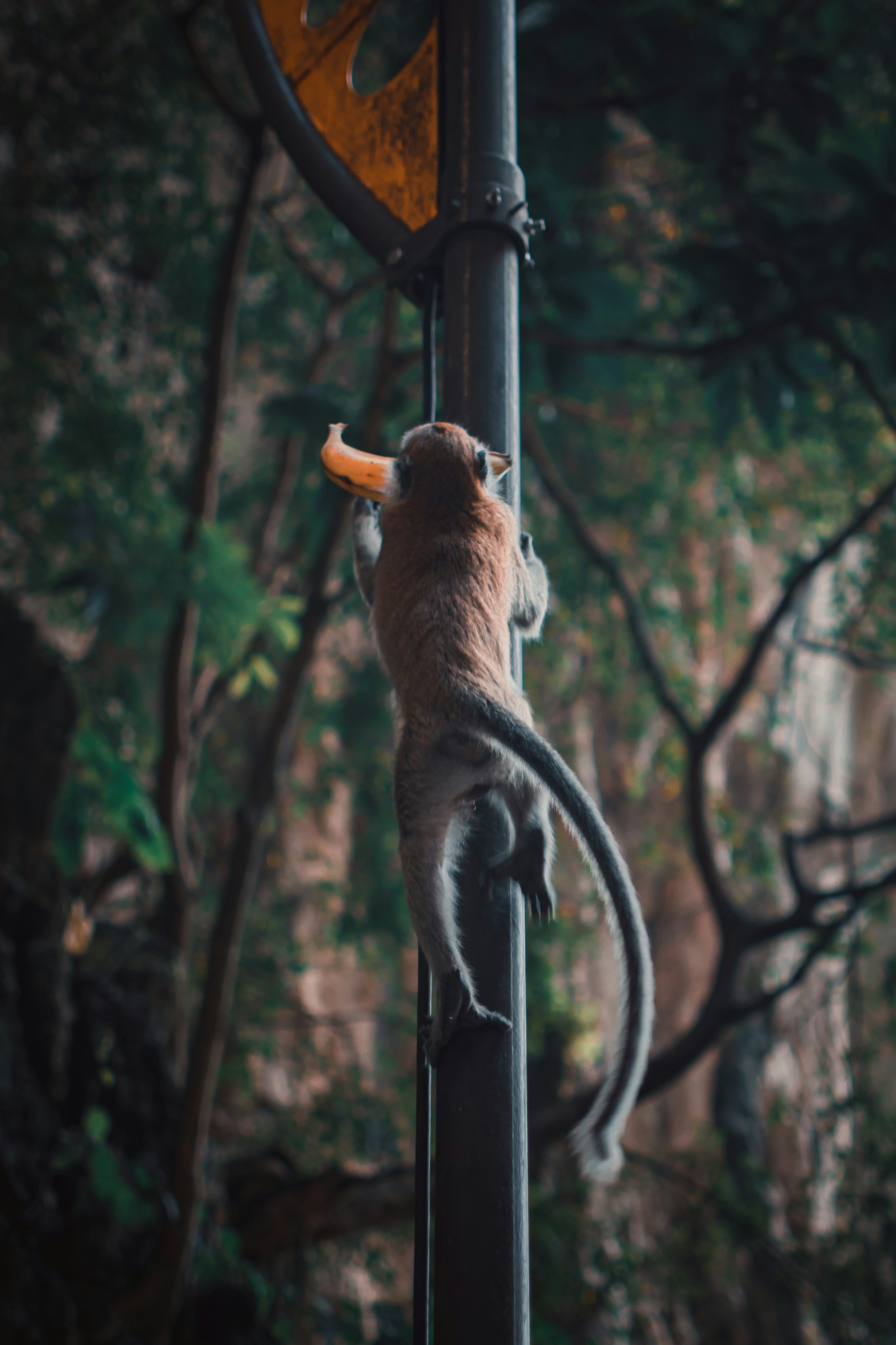 A monkey on a pole reaching up to a traffic light photo – Free Batu ...