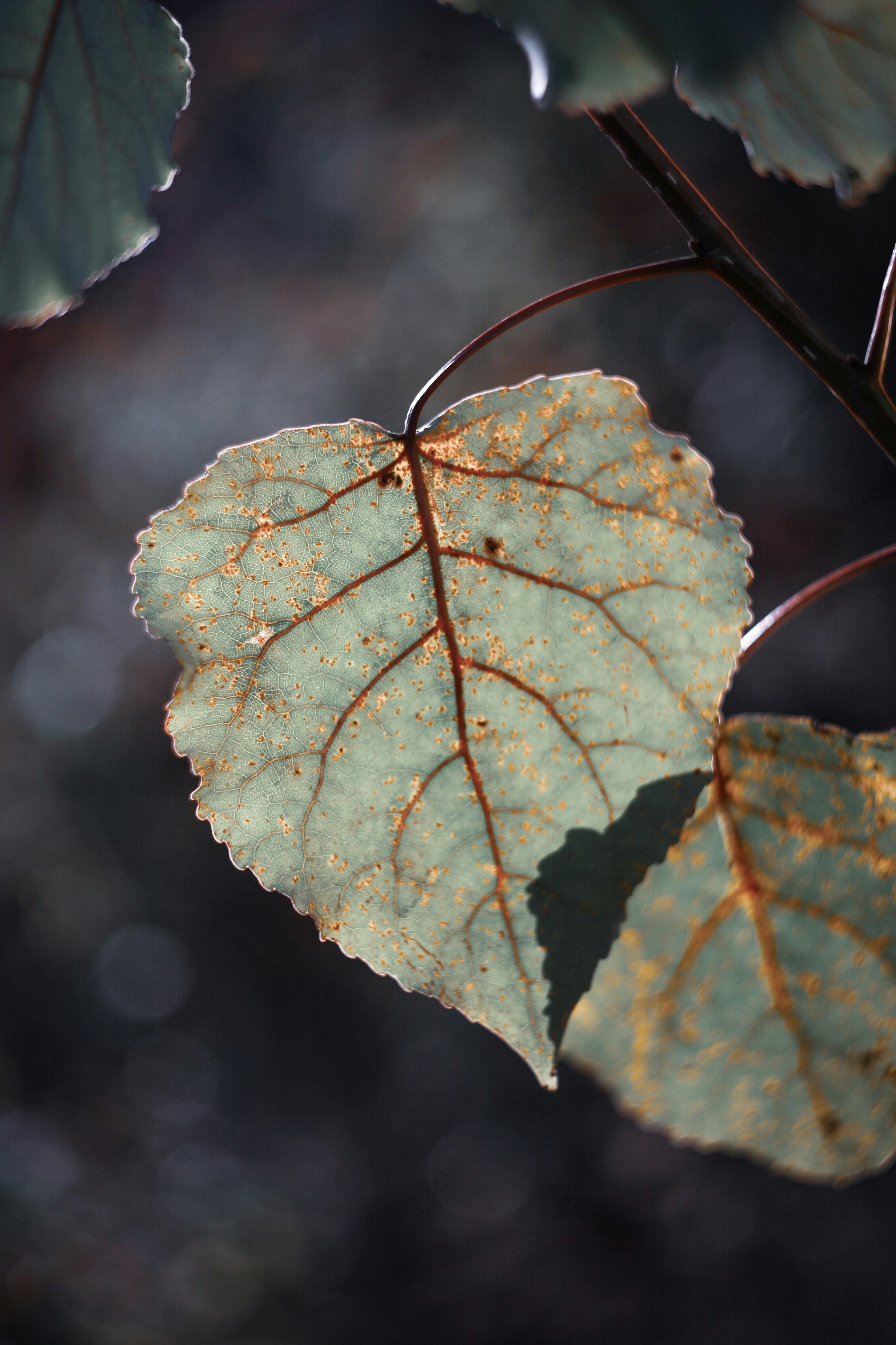 Close-up of a leaf with visible veins against a blurred, dark background.