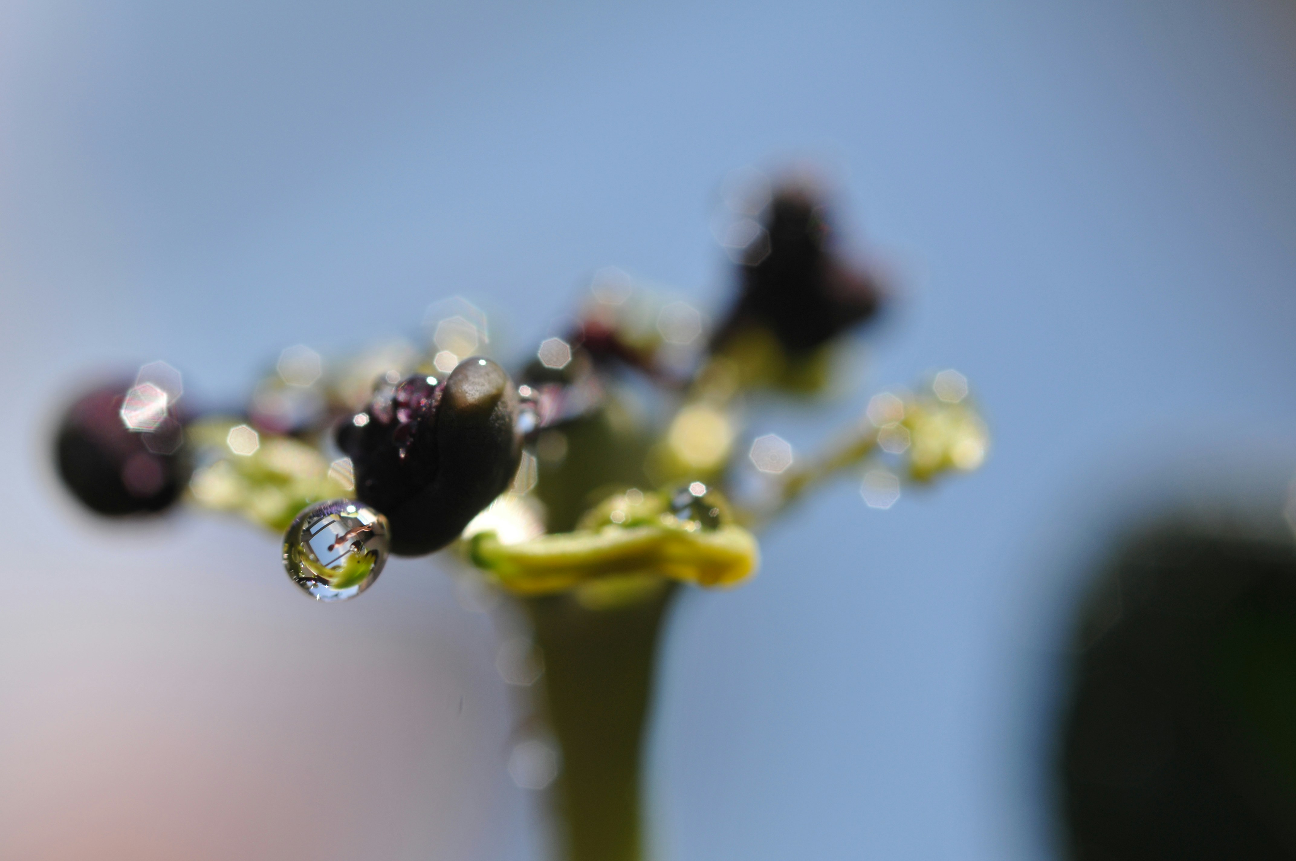 Dew Beads on a Green Stalk: A Micro Portrait of Quiet Detail