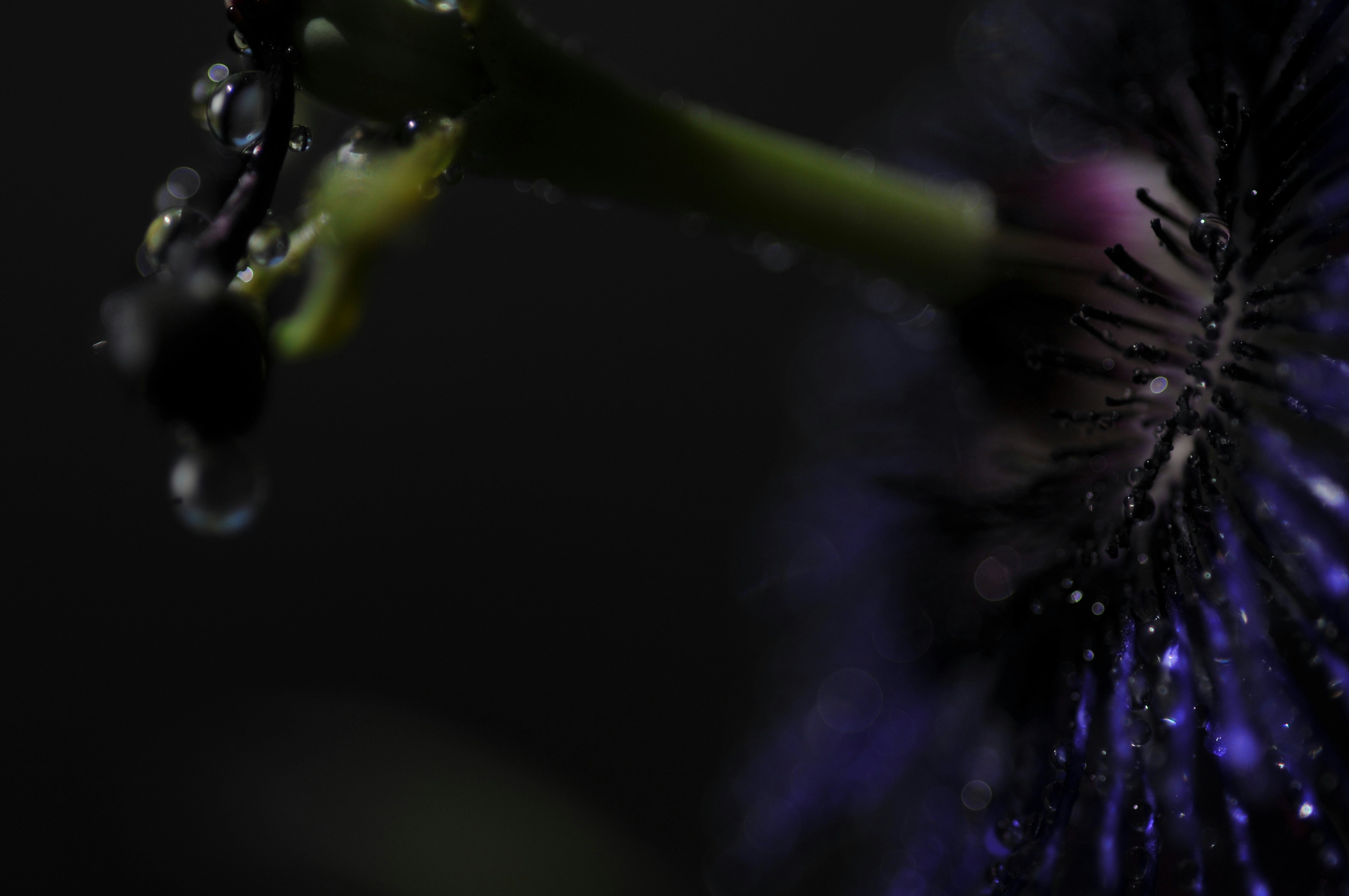 Dew Bead at the Edge: A Dark Velvet-Petal Macro with a Hint of Purple Bloom