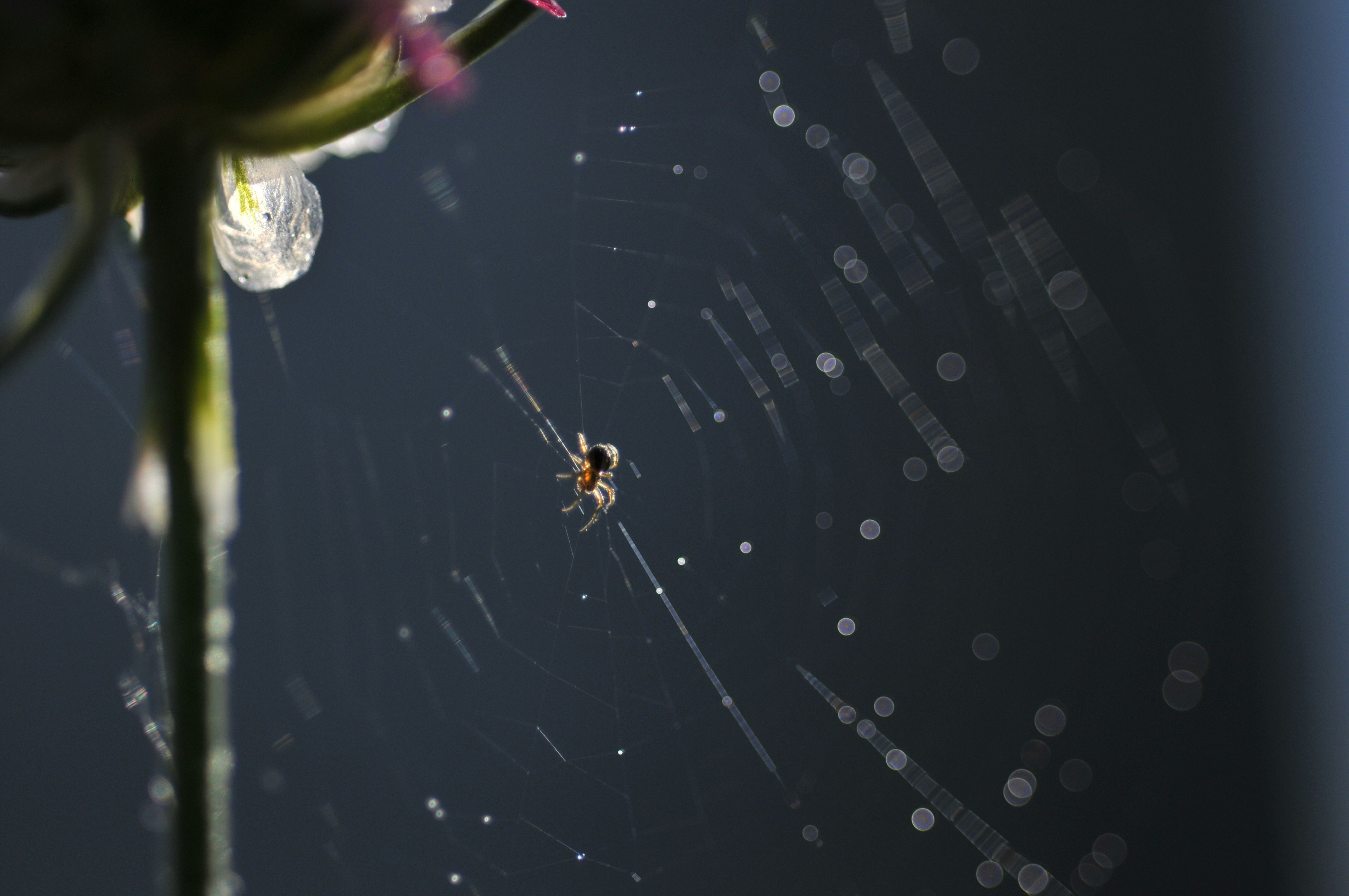 A spider delicately suspended in its intricate web, surrounded by glimmering dew droplets against a dark background.