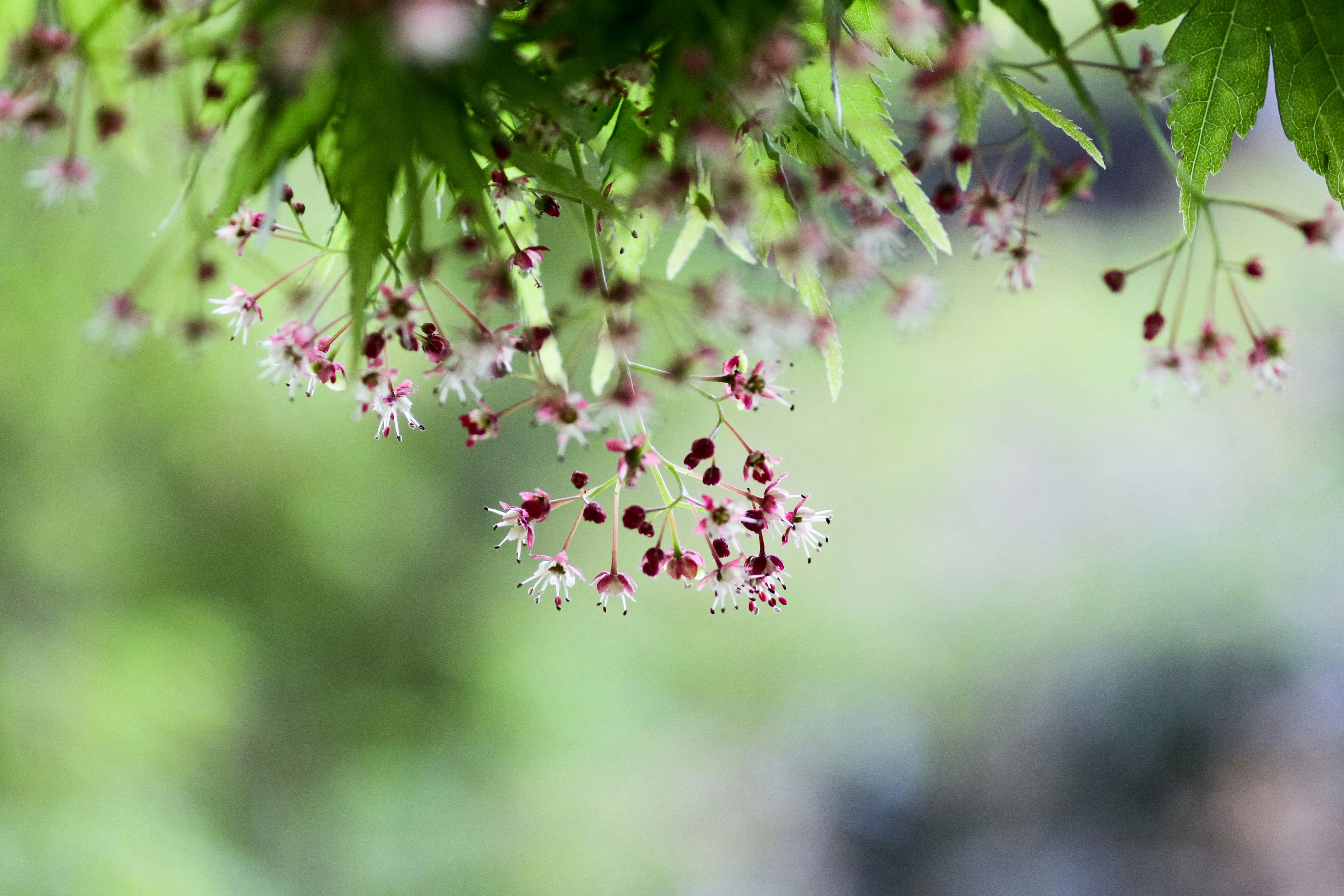 Dangling Cherry Kernels: Soft Focus Bloom Over a Blur of Green