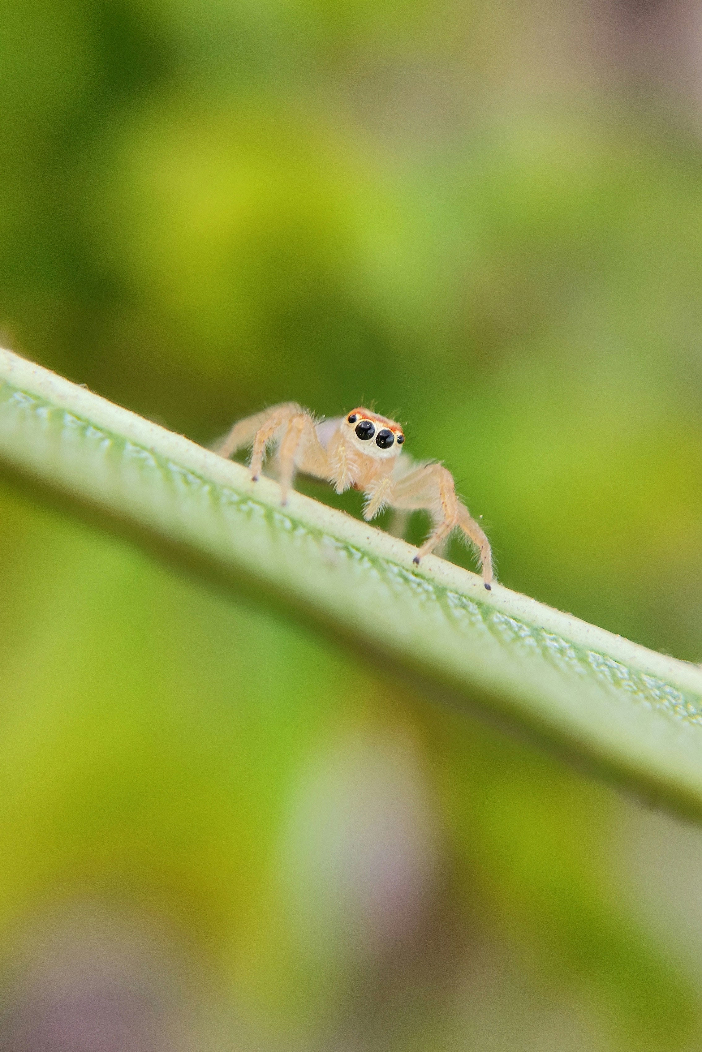 Edgewalker on a Leaf: A Micro Jump