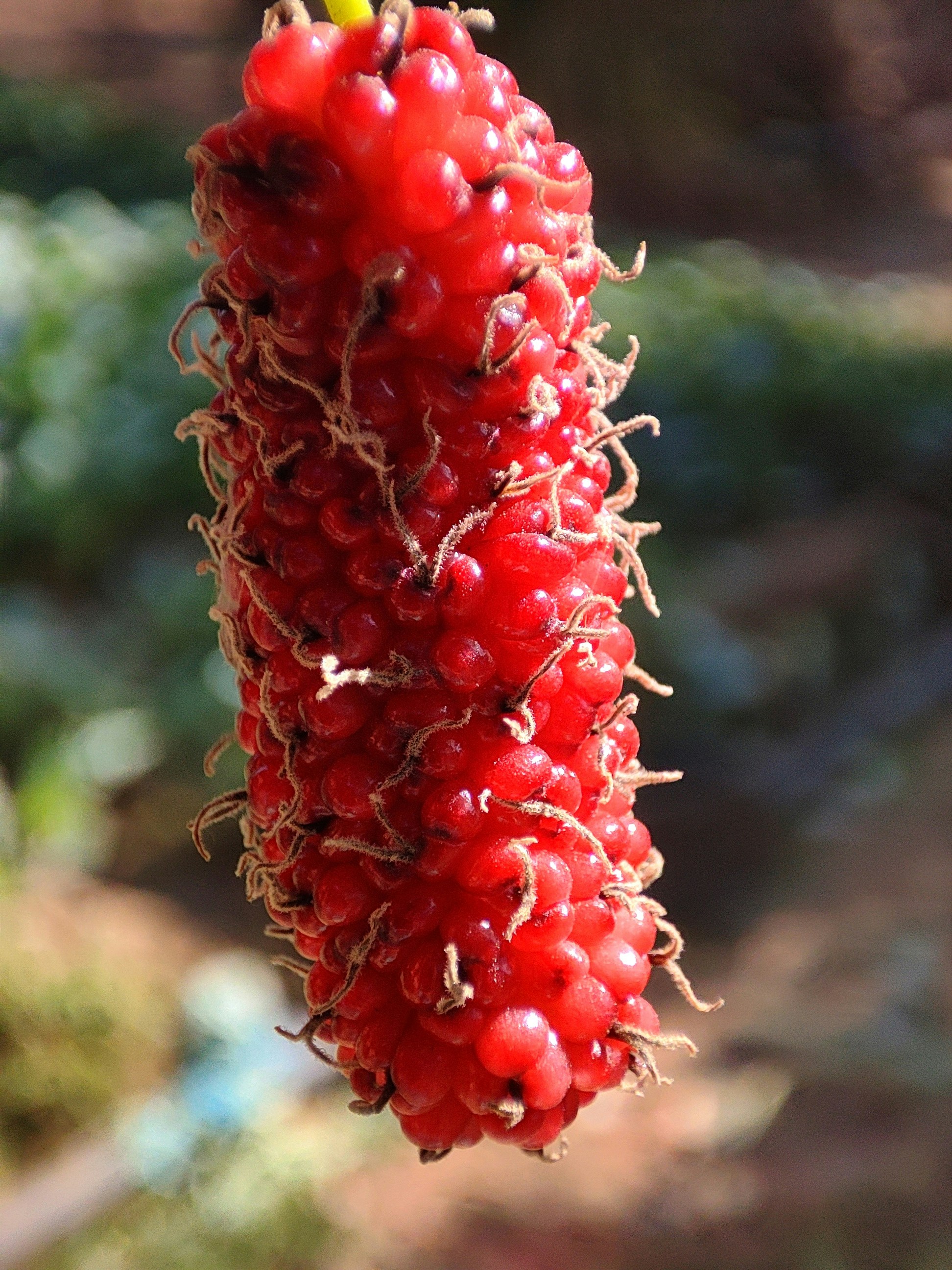 Close-up of a vibrant red fruit, showcasing its unique texture and fine details against a blurred green background.