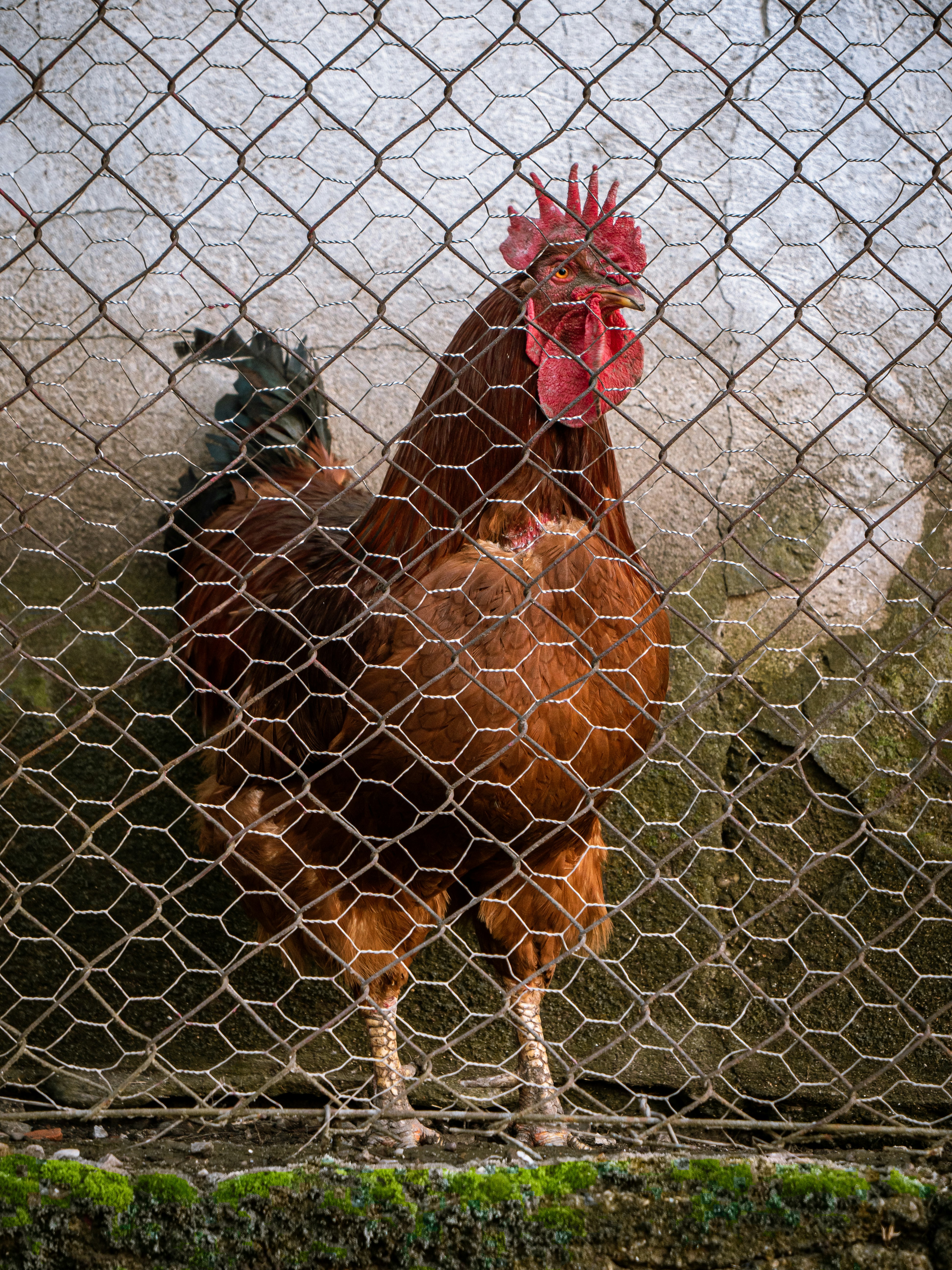 Rooster Behind Diamond Mesh: Calm Gaze Through a Net