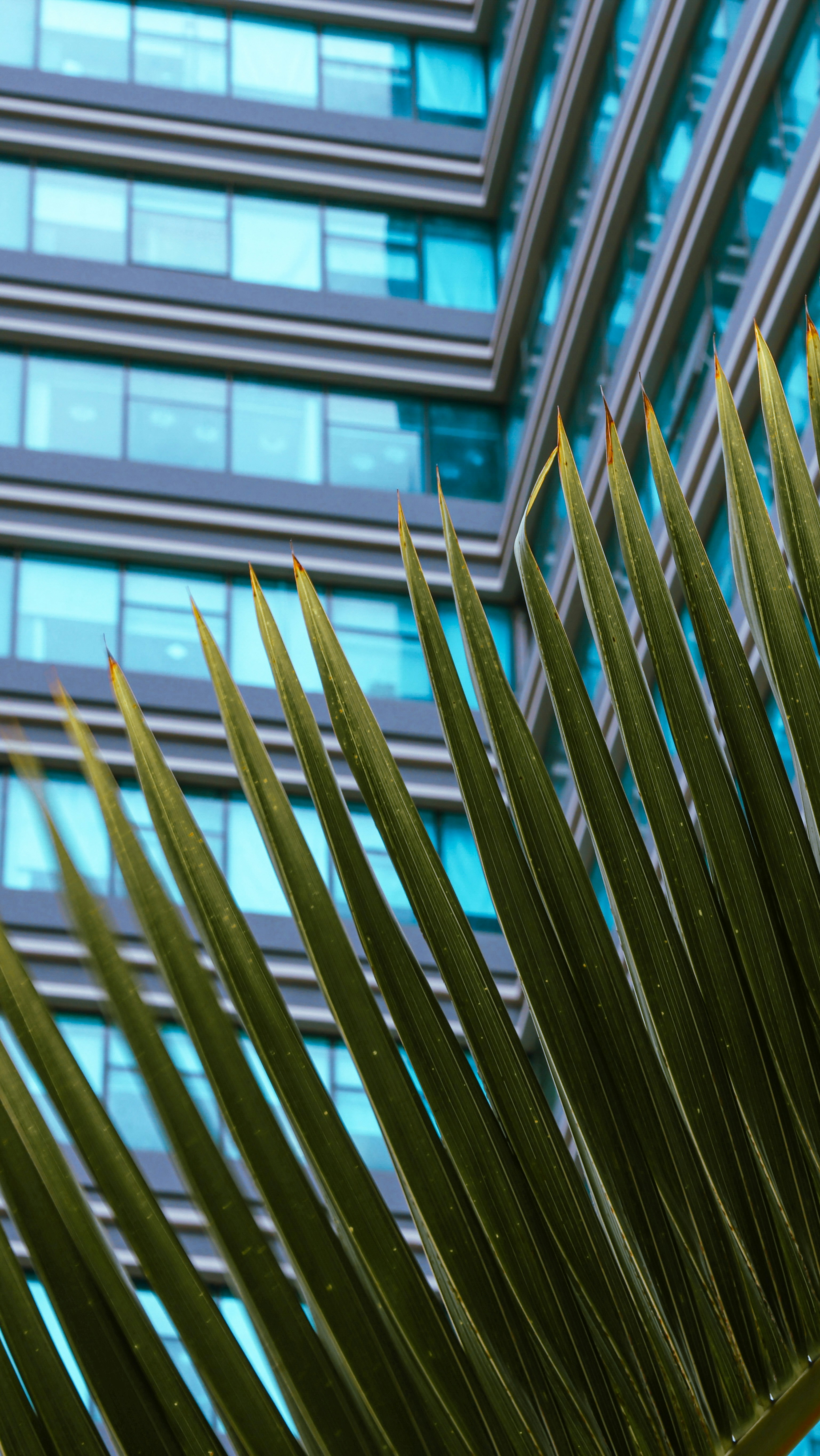 A close up of a palm leaf in front of a building photo – Free Leaf ...