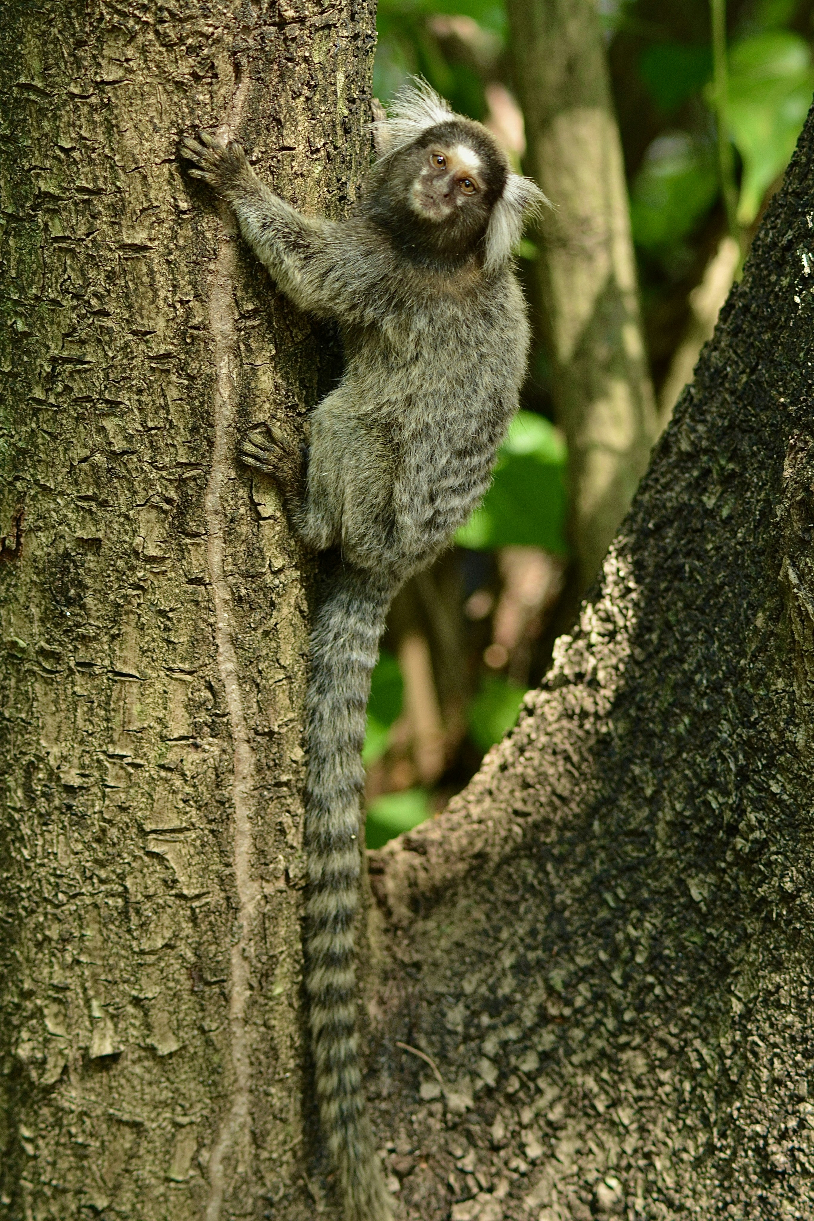 A small animal climbing up the side of a tree photo – Free Ceará Image ...