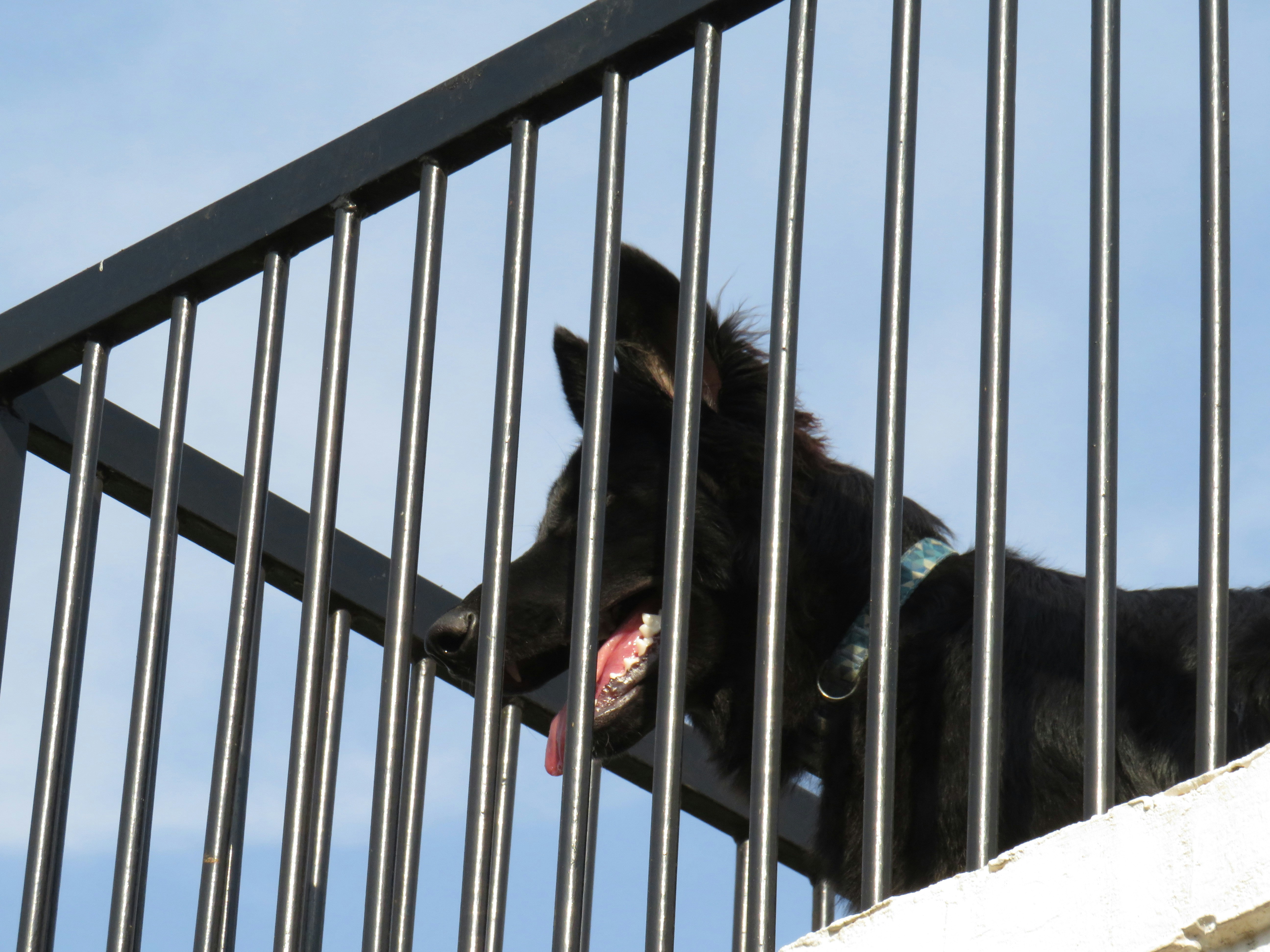 Lively Black Stallion Over a Metal Fence