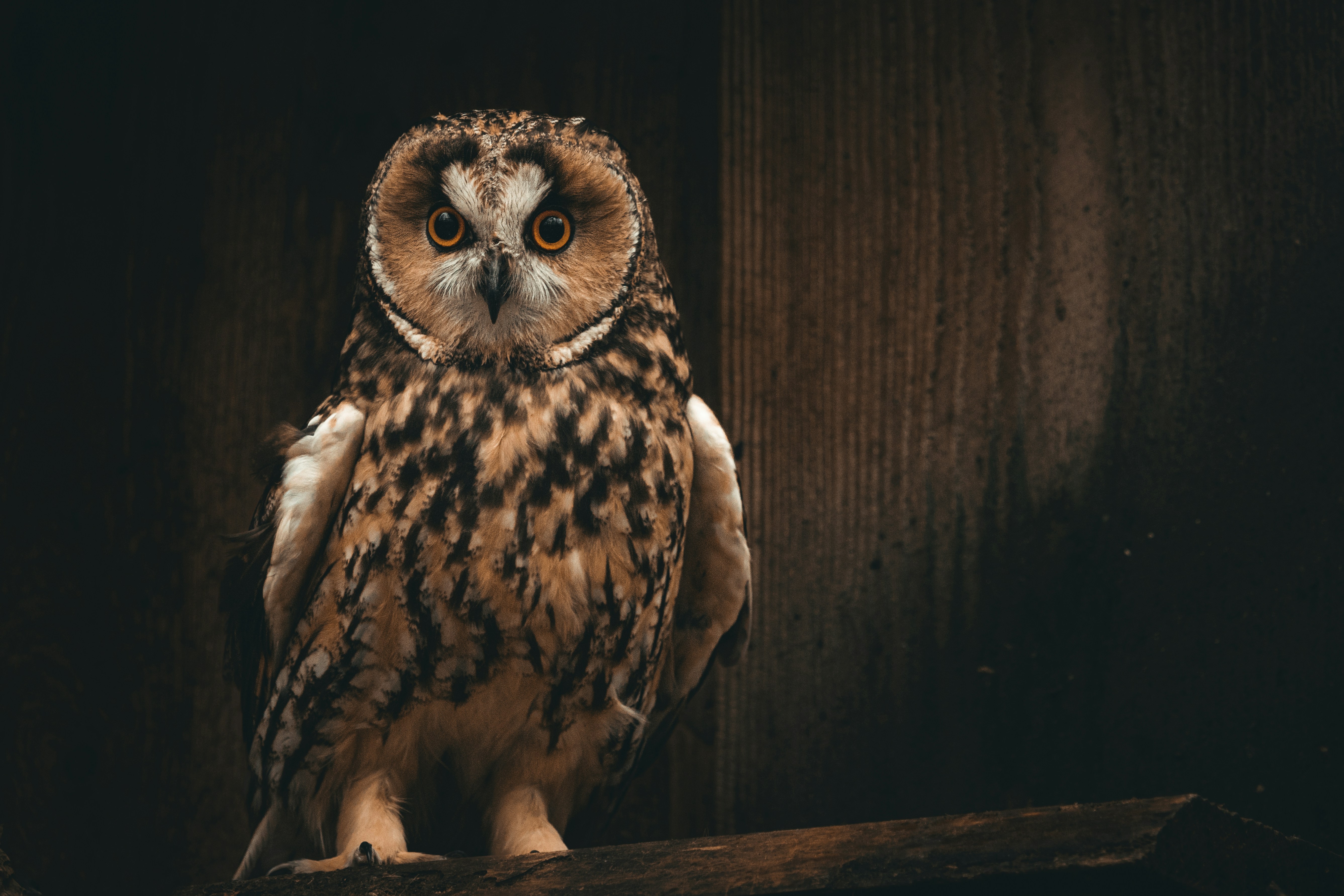 Owl Photo Studio Pictures | Download Free Images on Unsplash