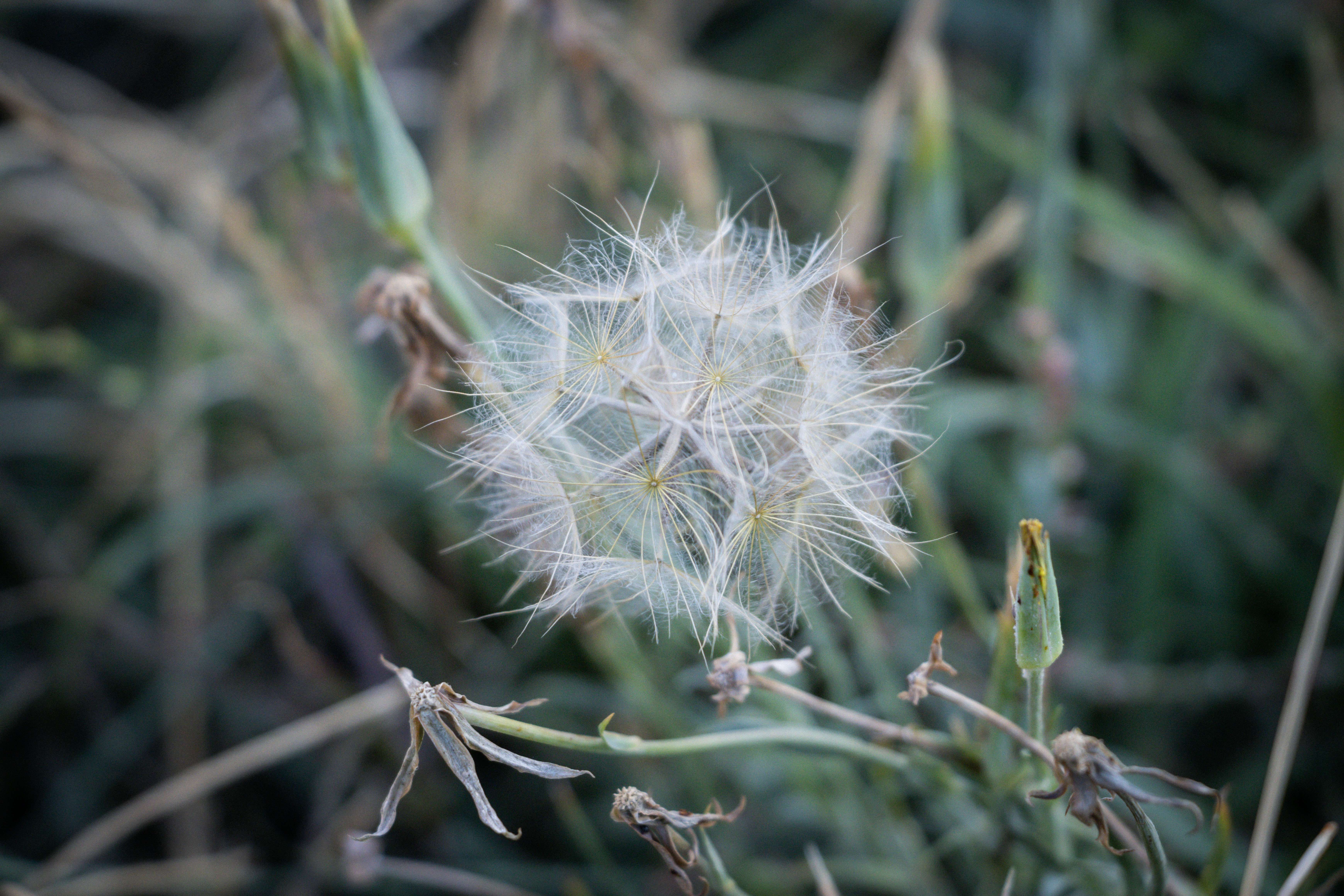 Gossamer Clock of Dandelion Seeds
