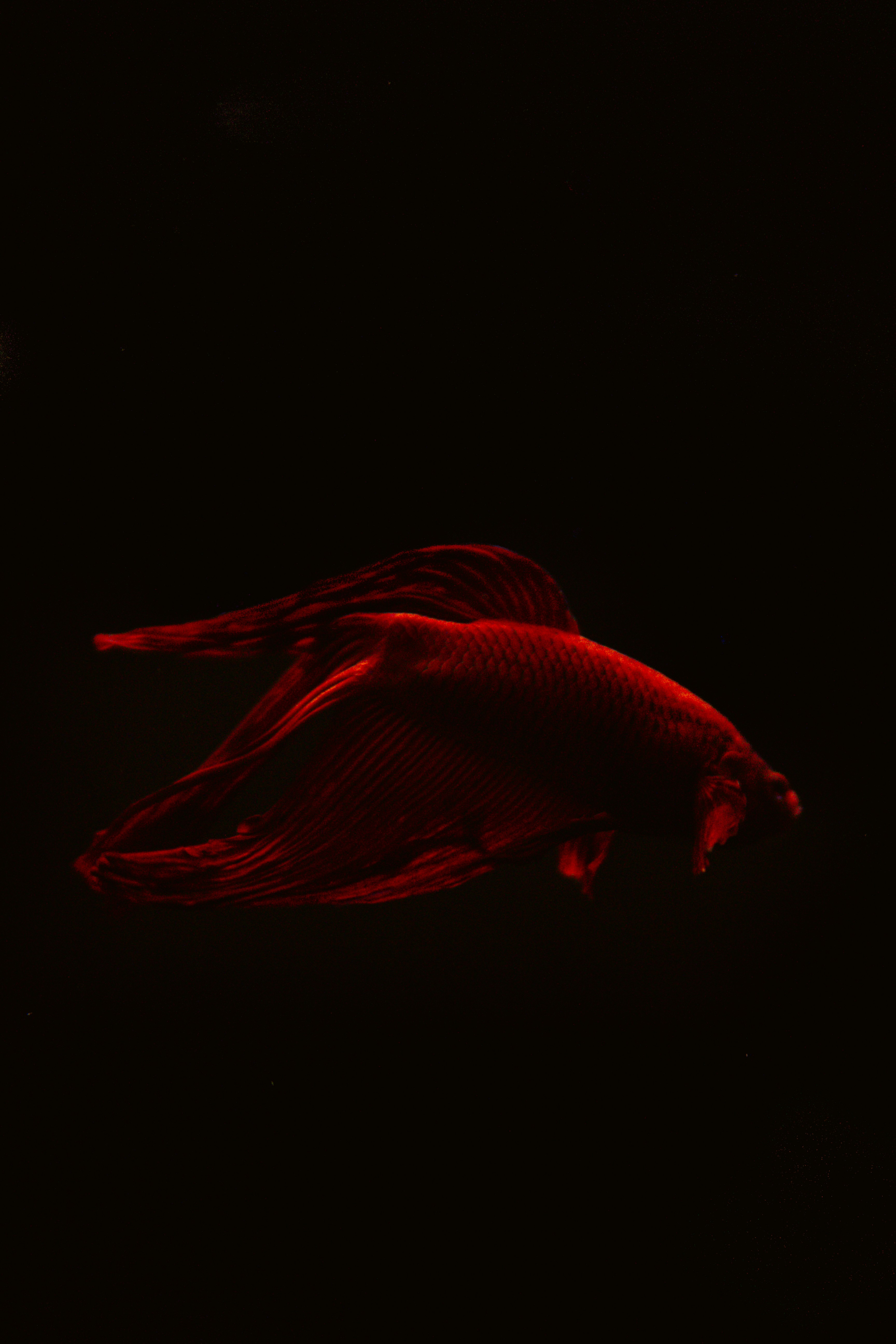 a red fish floating in the dark water