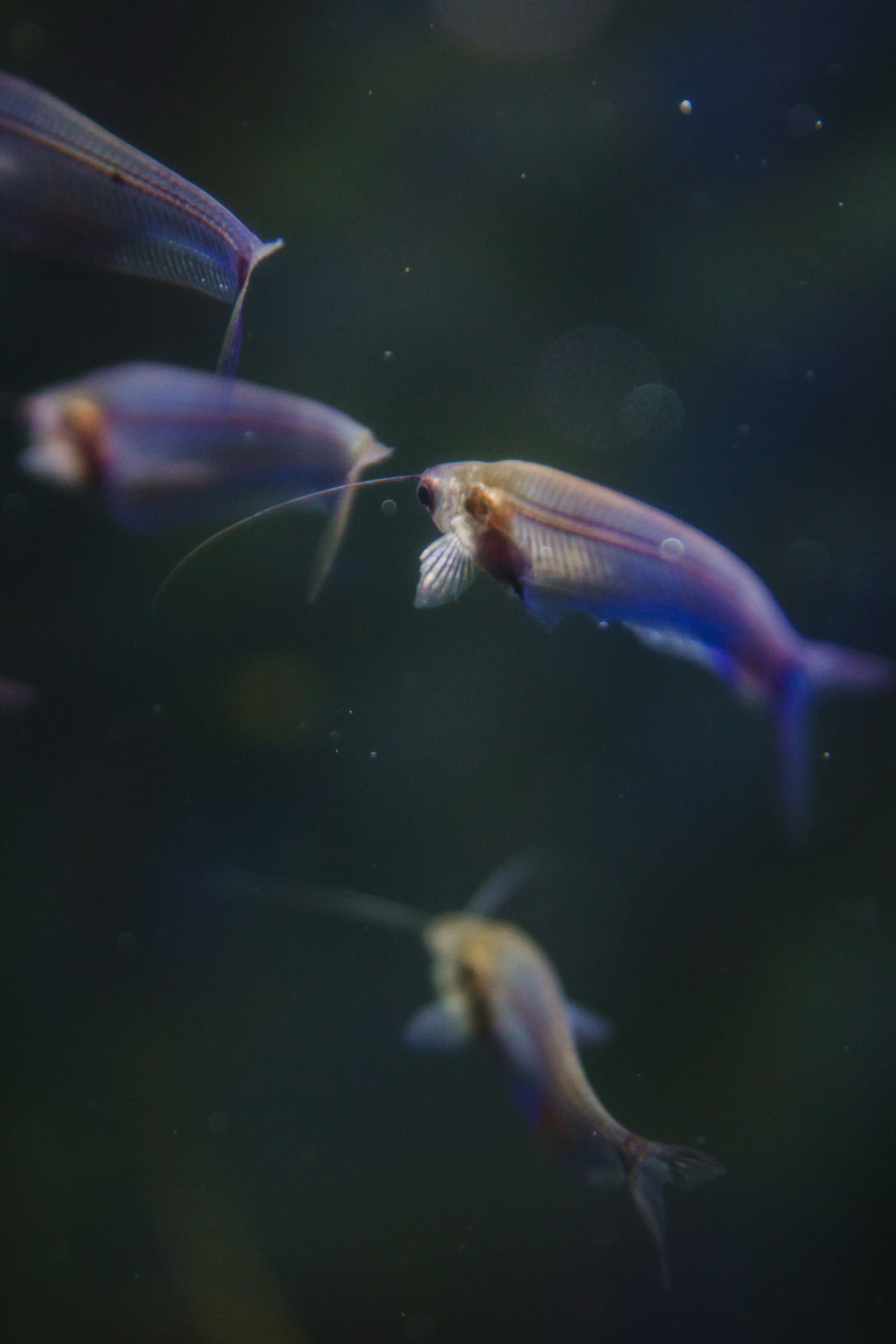 Orange-Headed Sentinel in a Violet Aquarium