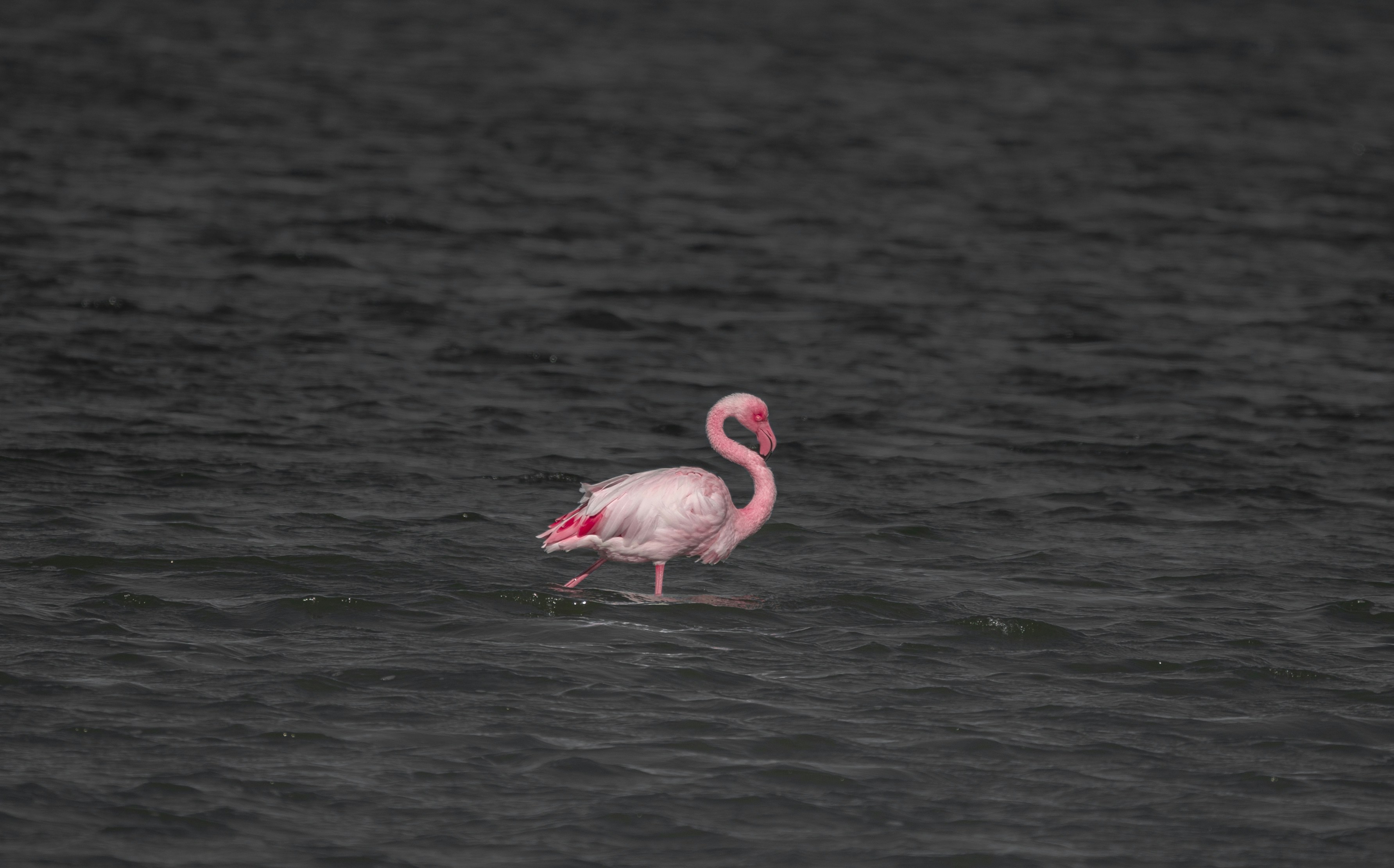 Un flamant rose pataugeant dans un plan d’eau photo – Image gratuite de ...