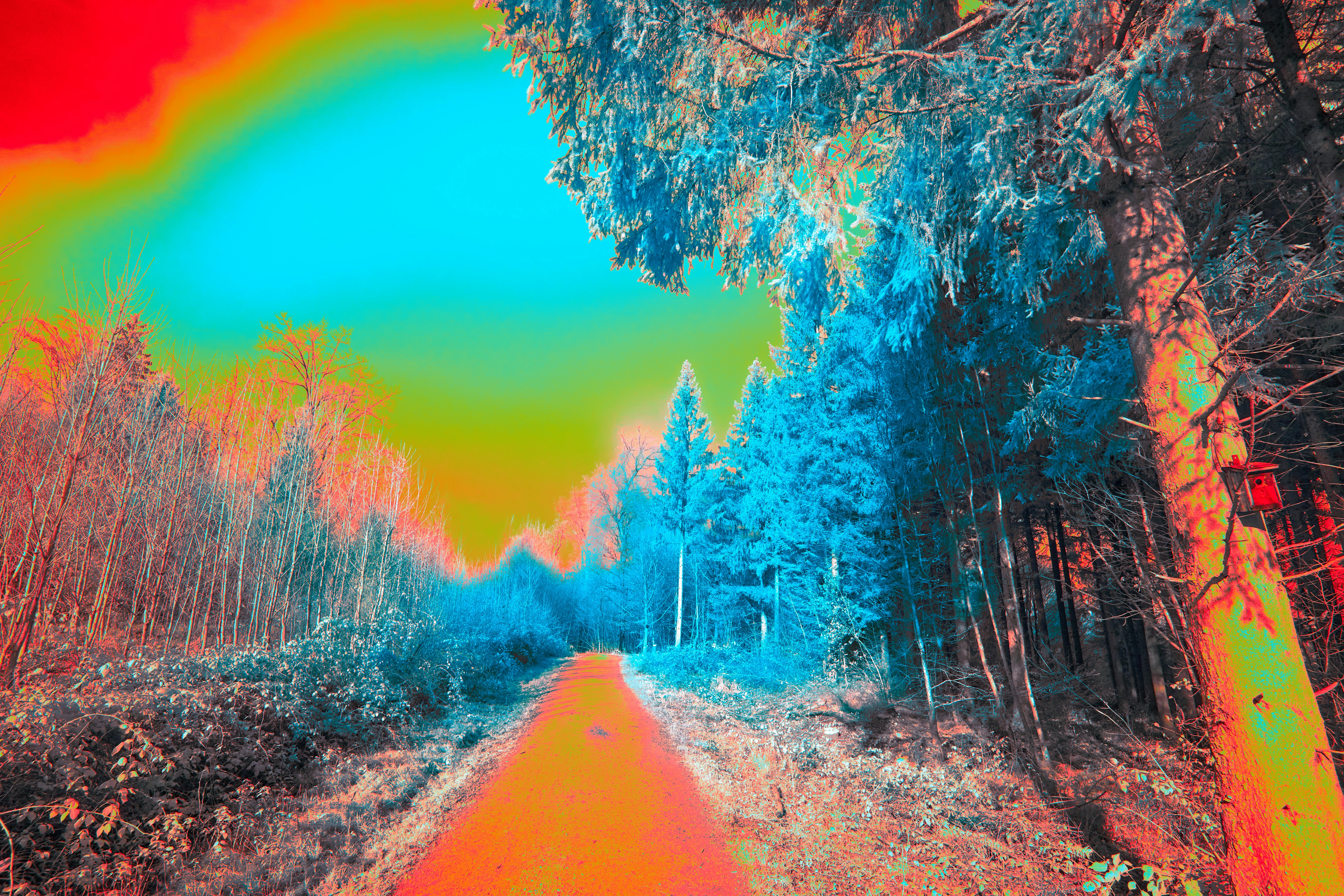 A infrared image of a road surrounded by trees photo – Free Infrared ...