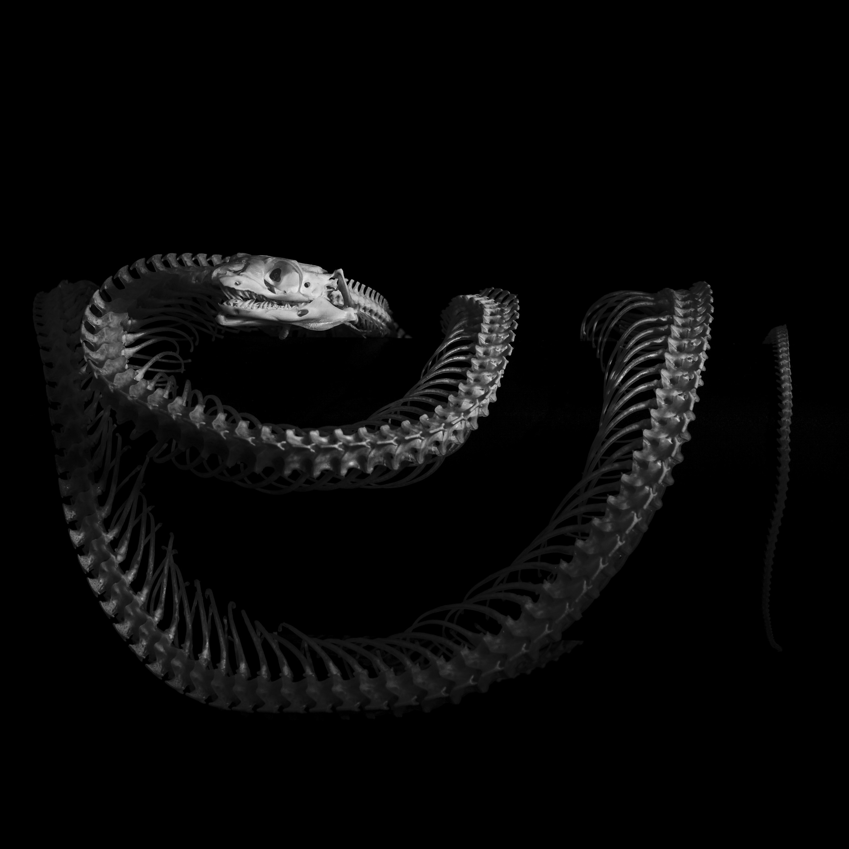 Intricate fish skeleton gracefully posed against a stark black background, emphasizing its delicate structure and form.