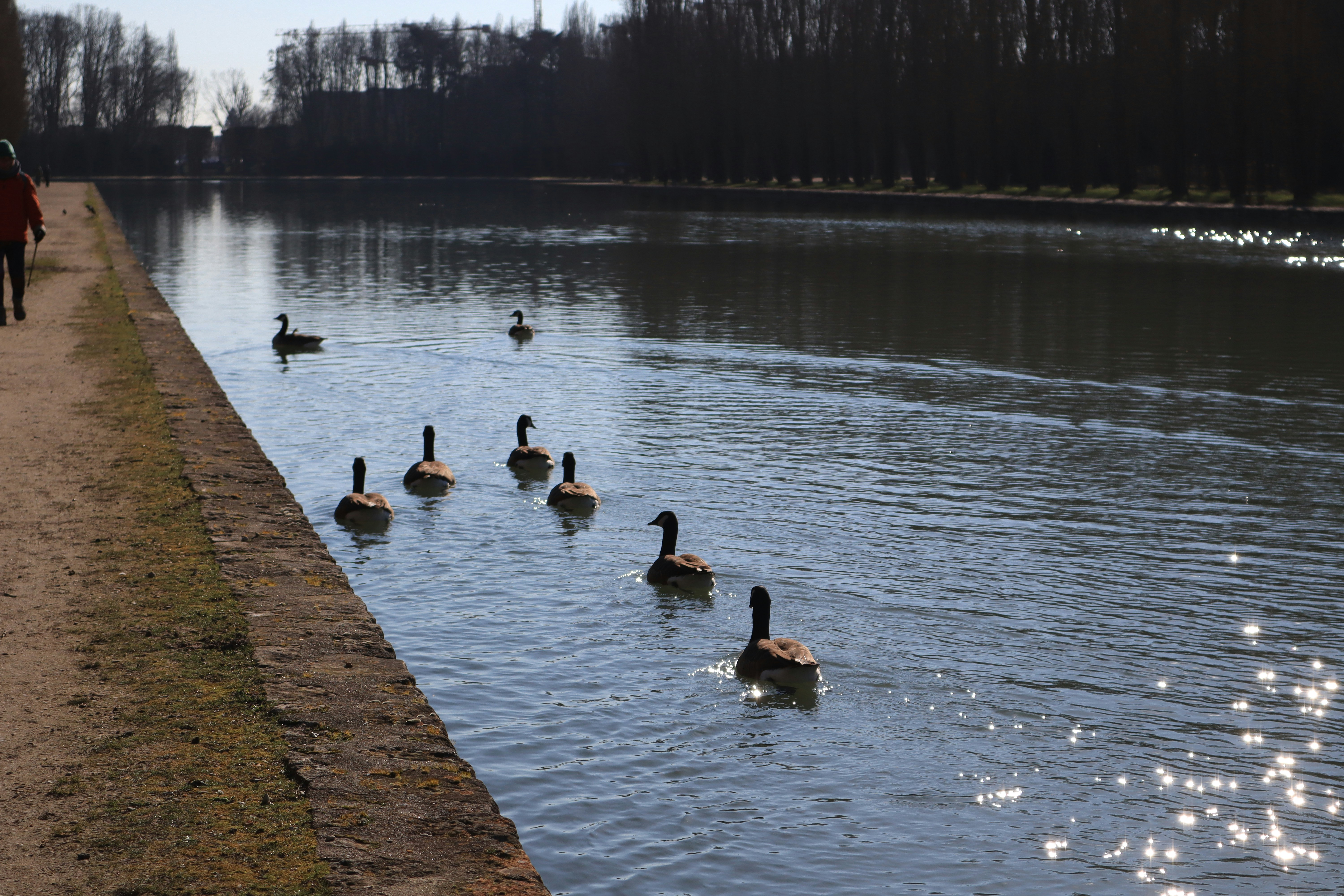 Ducks swimming in a calm canal bordered by a tree-lined path under a clear sky.