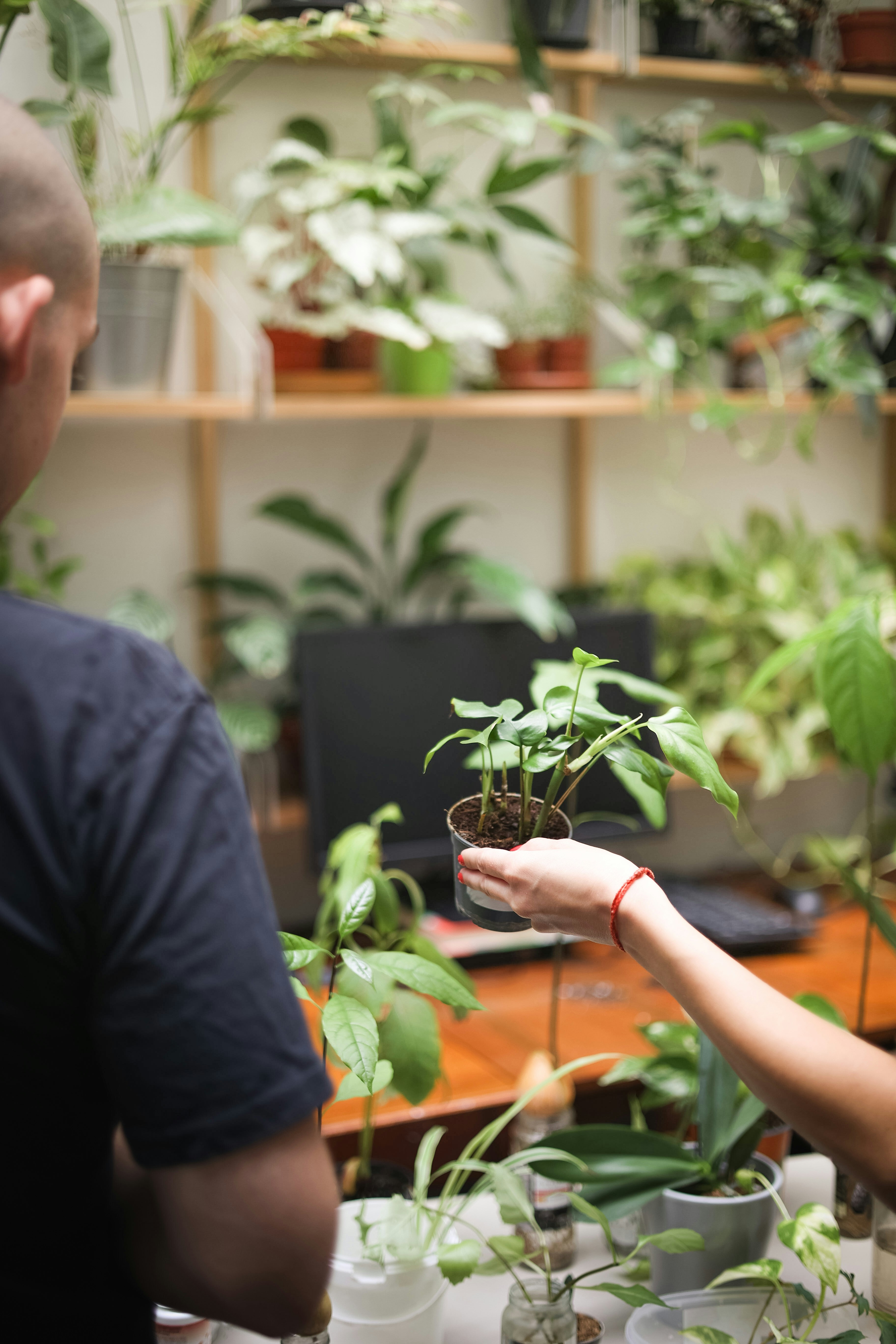 A Quiet Exchange: A Hand Presents a Seedling Amid Indoor Greenery
