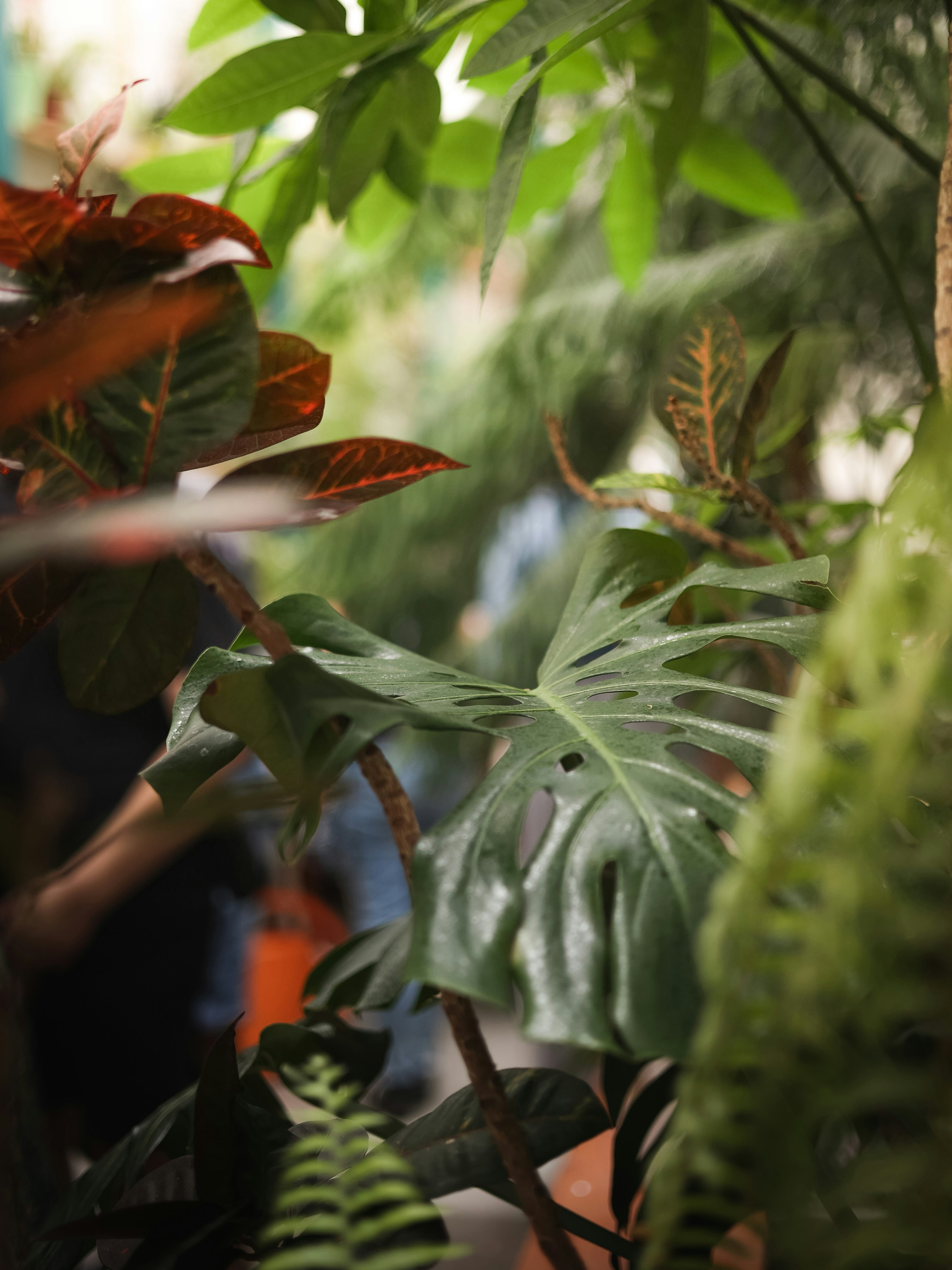 a close up of a plant with lots of leaves
