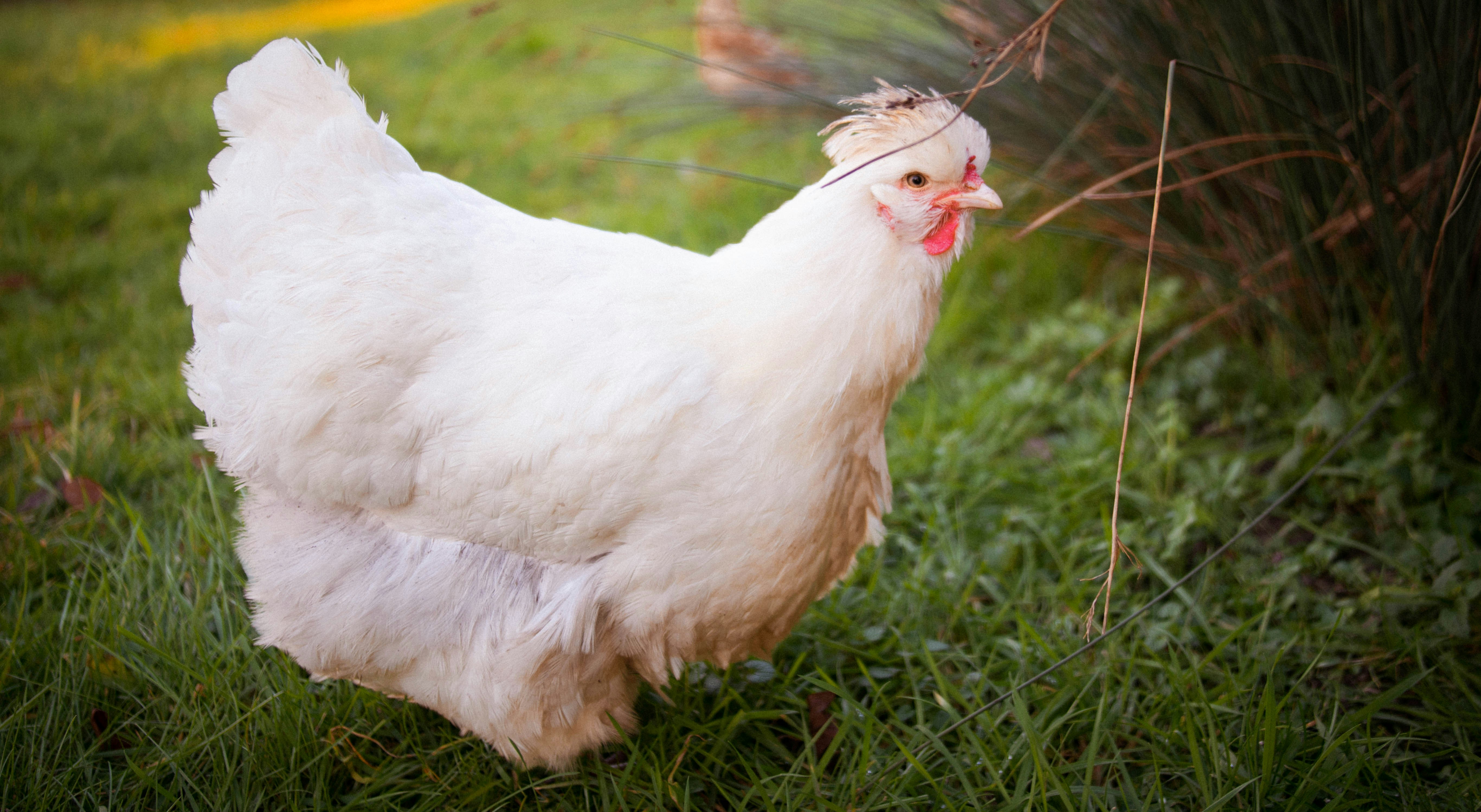 A white chicken standing on top of a lush green field photo – Free ...