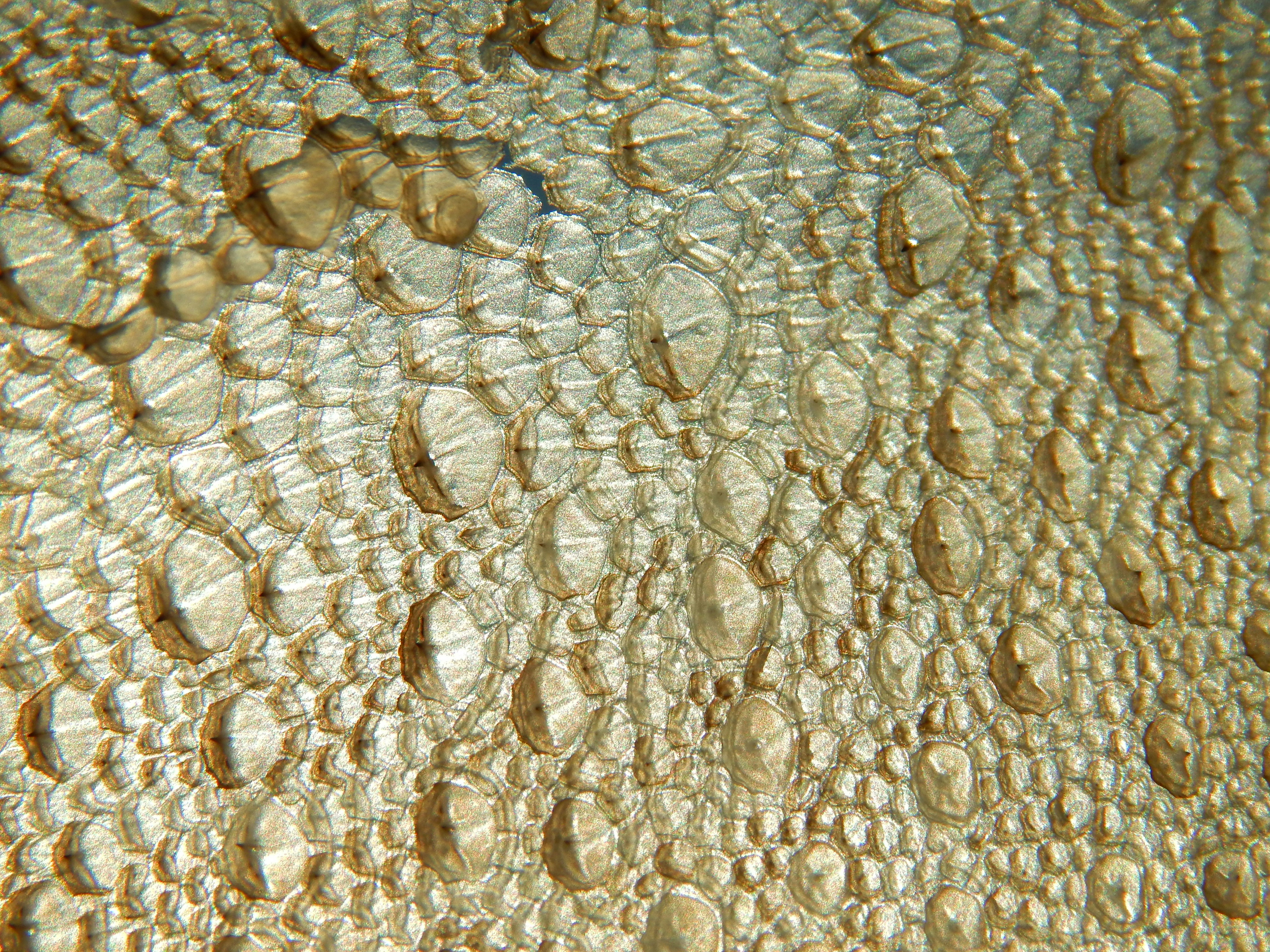 Photo by Josie Weiss with Nikon Coolpix L820