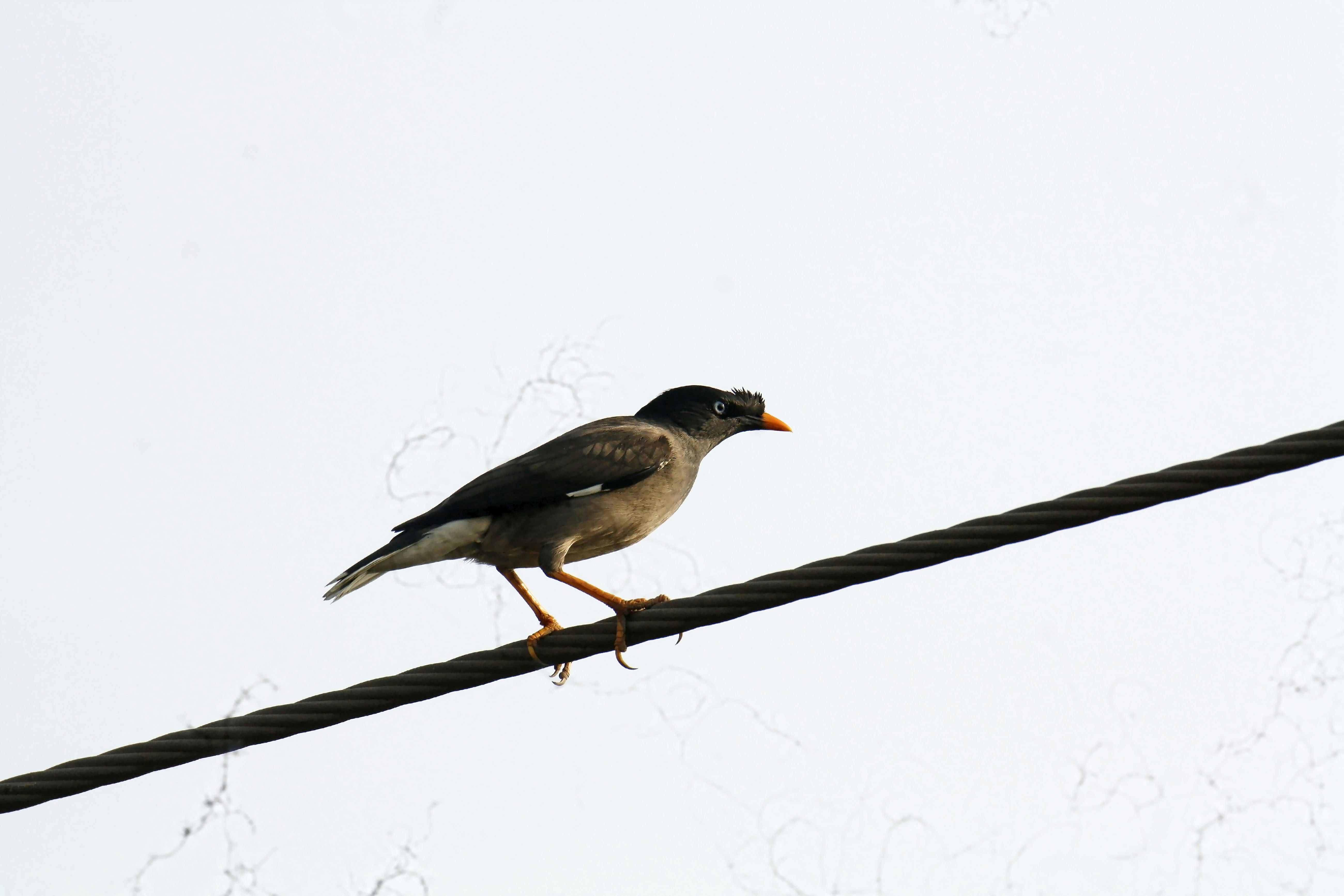 The jungle myna is one of the most beautiful myna I have ever seen. In my last outing I put the front view of this bird, but this time it is the side view that gives you a better picture. From the side view on can see the eyes and the crown clearly What fascinates me of this particular bird is the eyes which are crystal white and the black spot in the center of the eyeball. Another thing is the hair standing on the crown which is the clear identification of the jungle myna. This bird is seen in pairs but sadly it is missing from many parts, it is found in some parts of maharasthra and rajastha