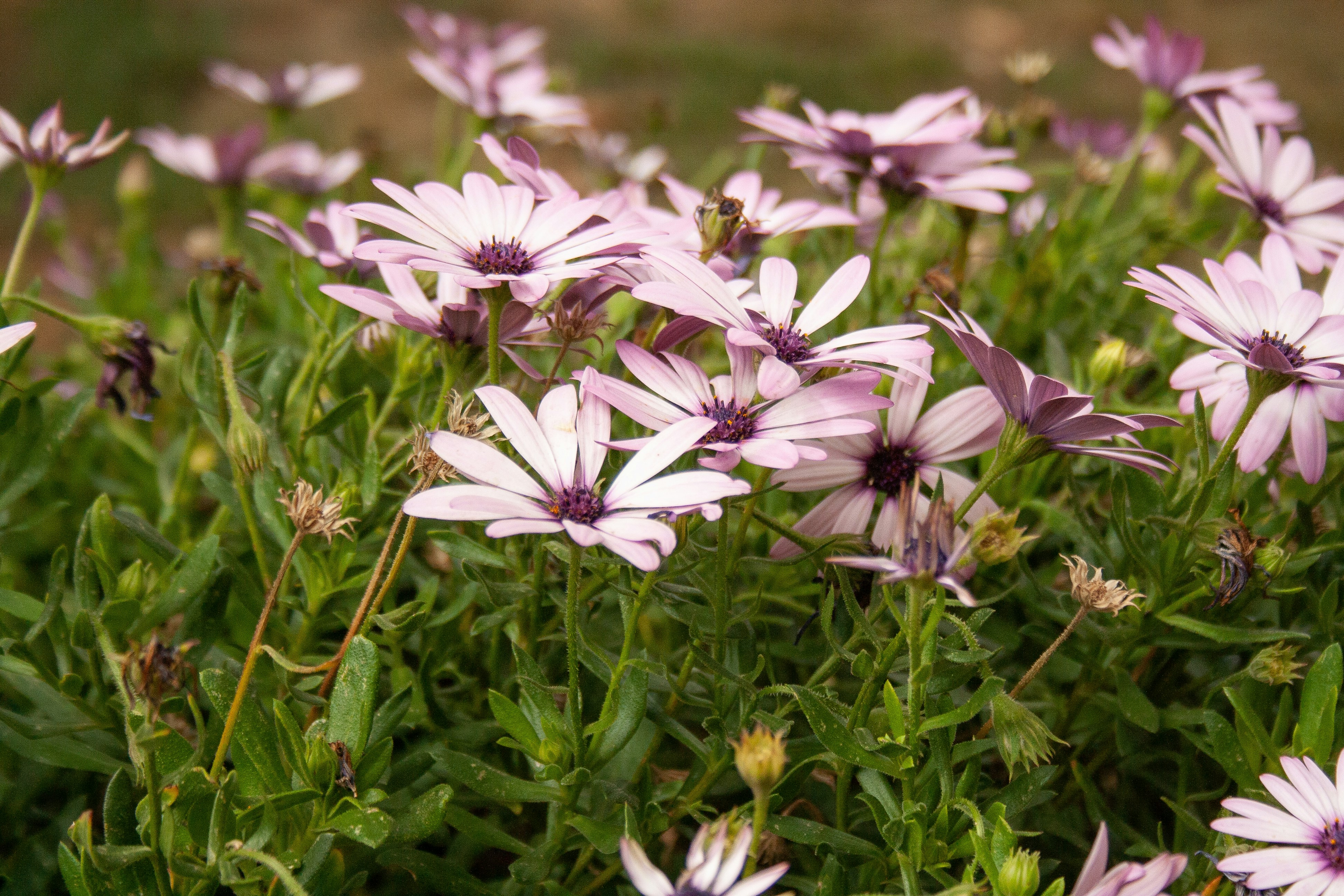 Delicate pink and white daisies bloom amidst lush green foliage, showcasing nature's vibrant palette.