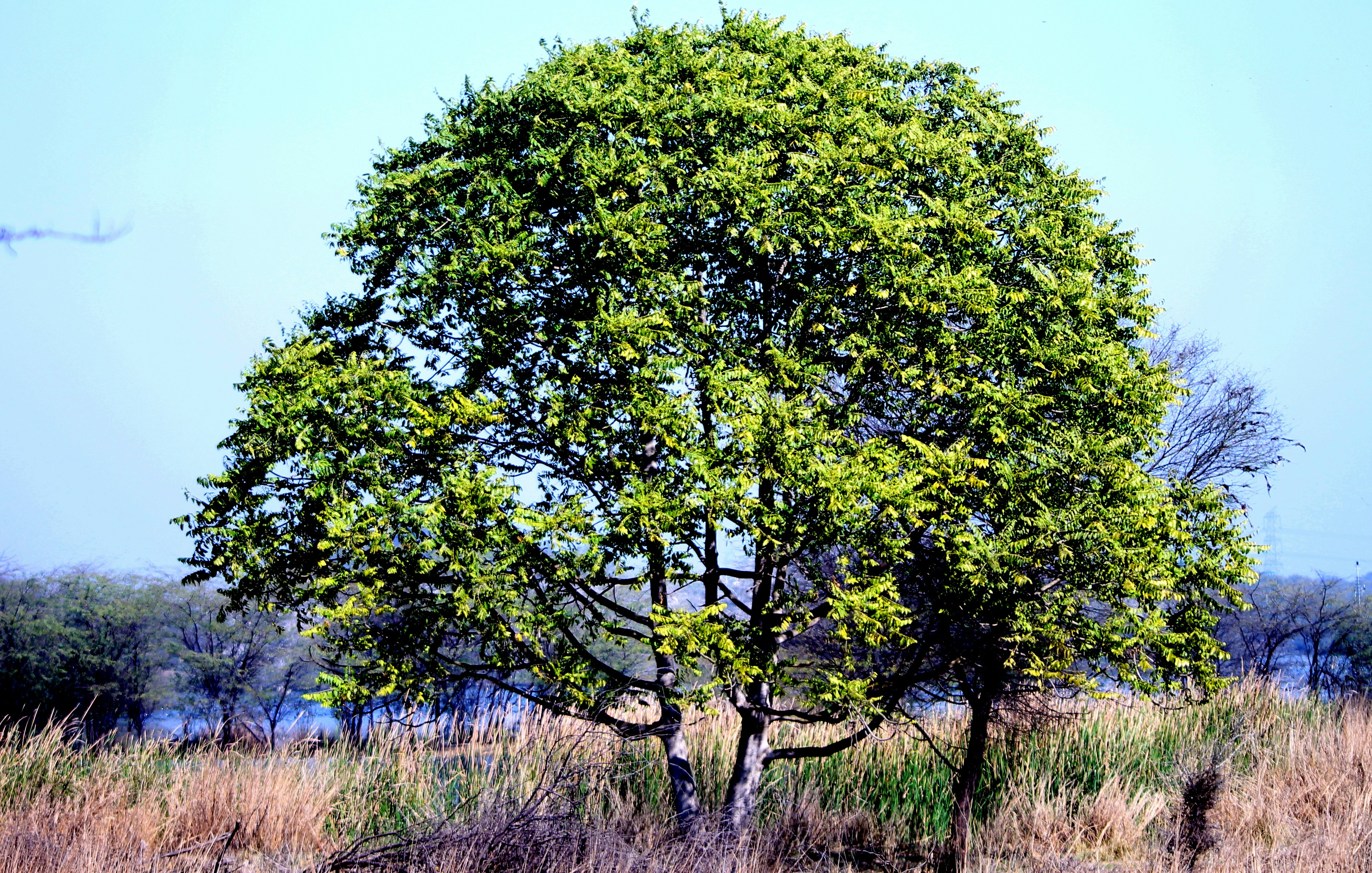Solitary Tree in Sunlit Meadow