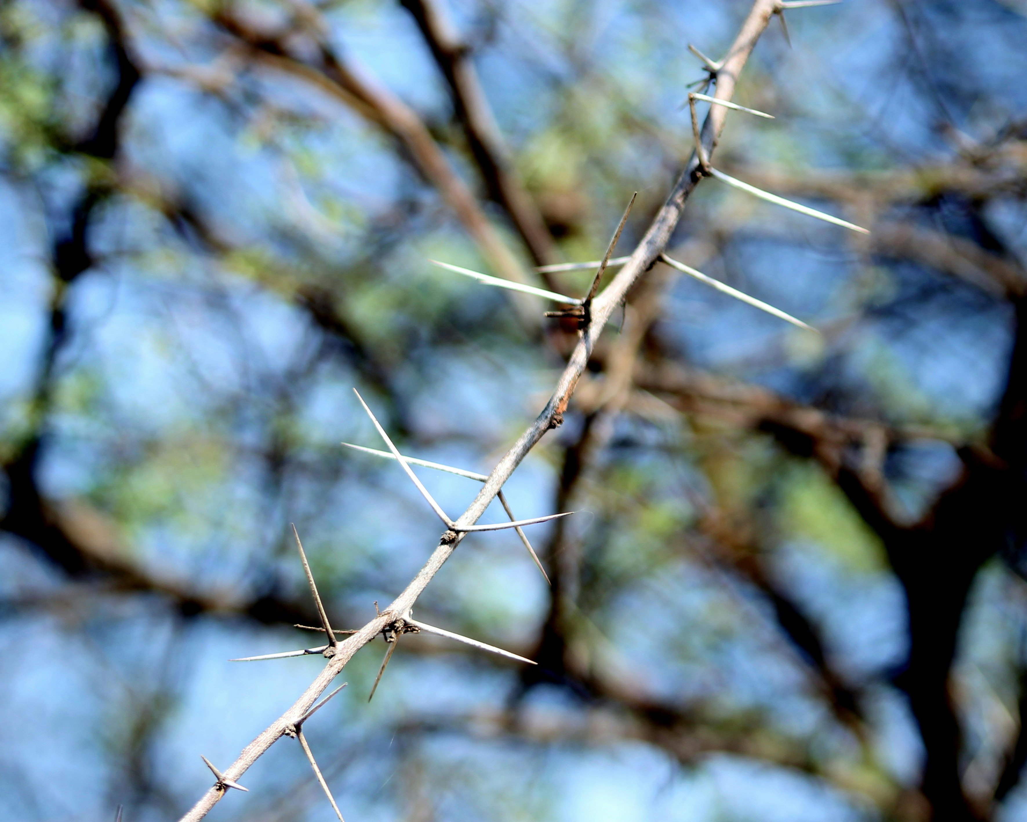 Nature's Intricate Armor