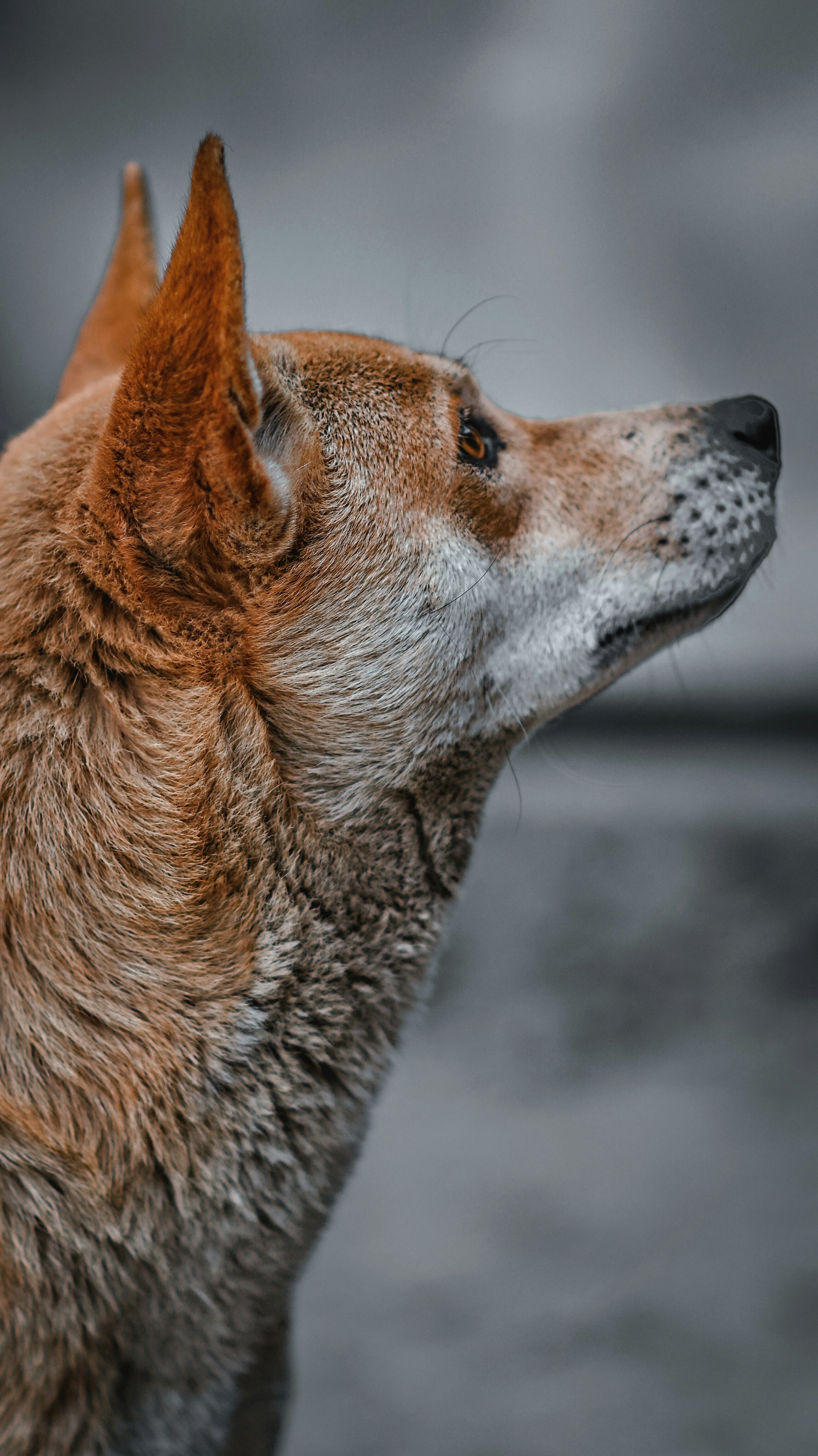 Copper-Furred Profile: A Dog’s Quiet Gaze in Sharp Focus