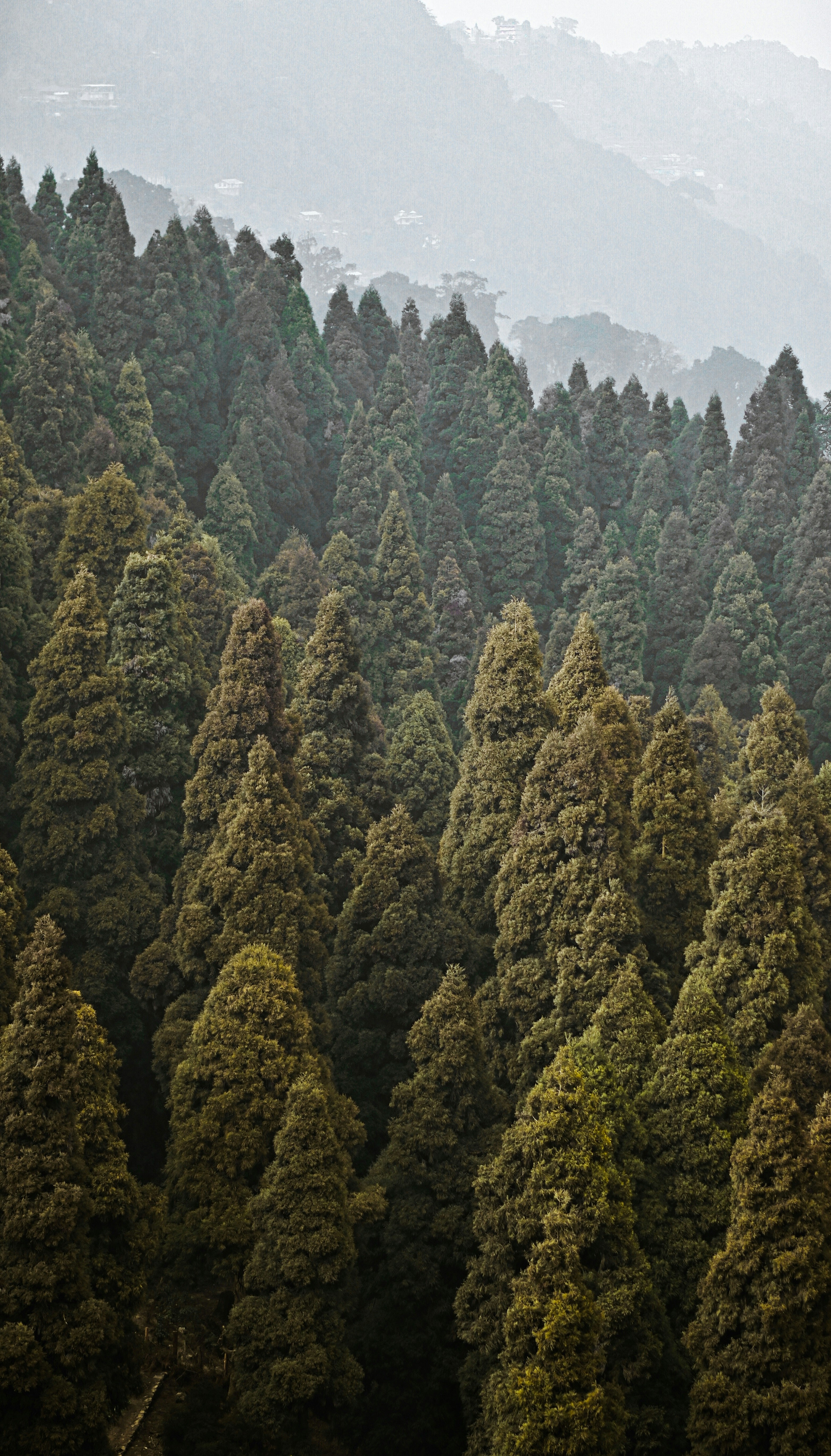 A large group of trees in the middle of a forest photo – Free Mountain ...