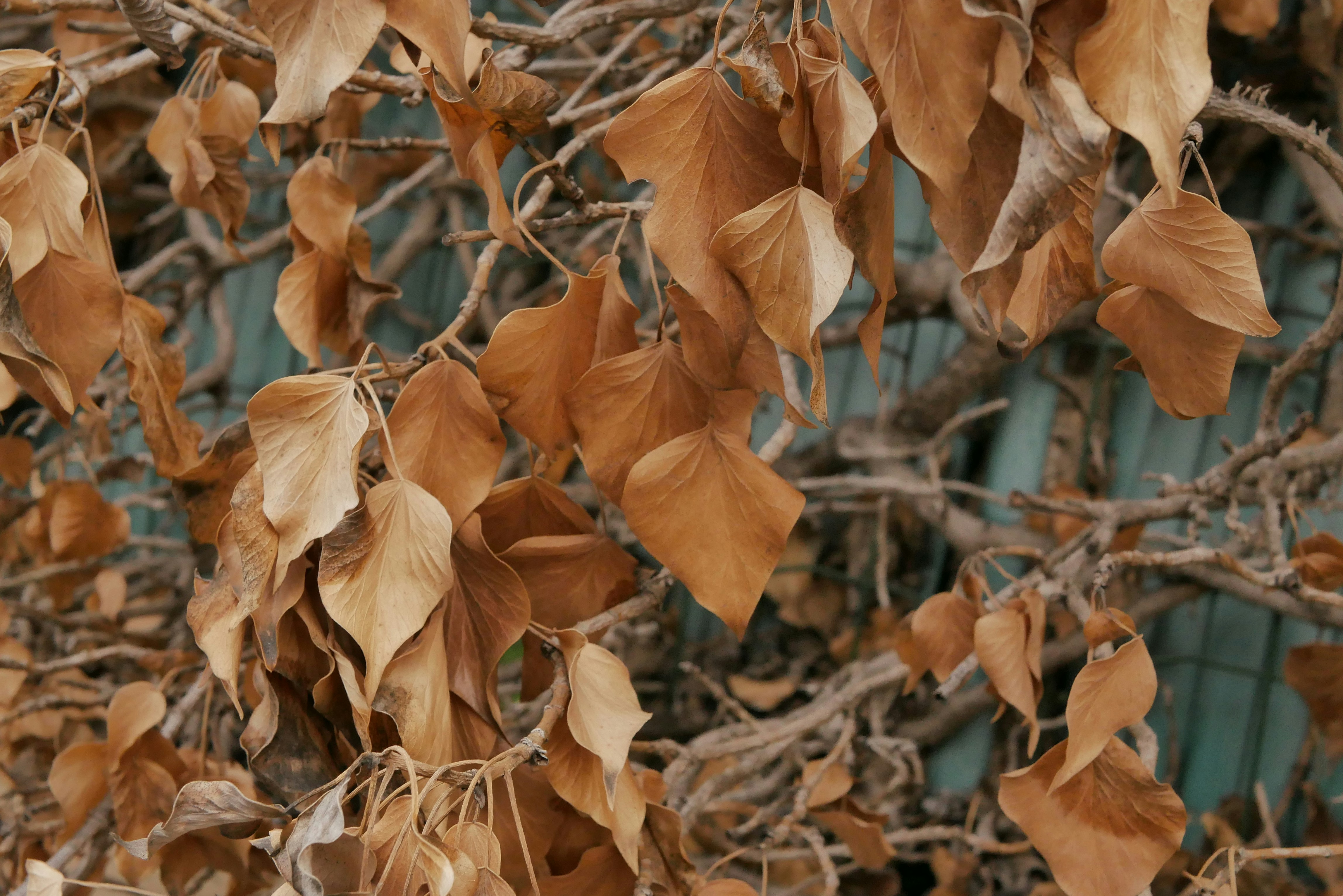 Autumn Veil: Dried Leaves Tangling Against a Teal Fence