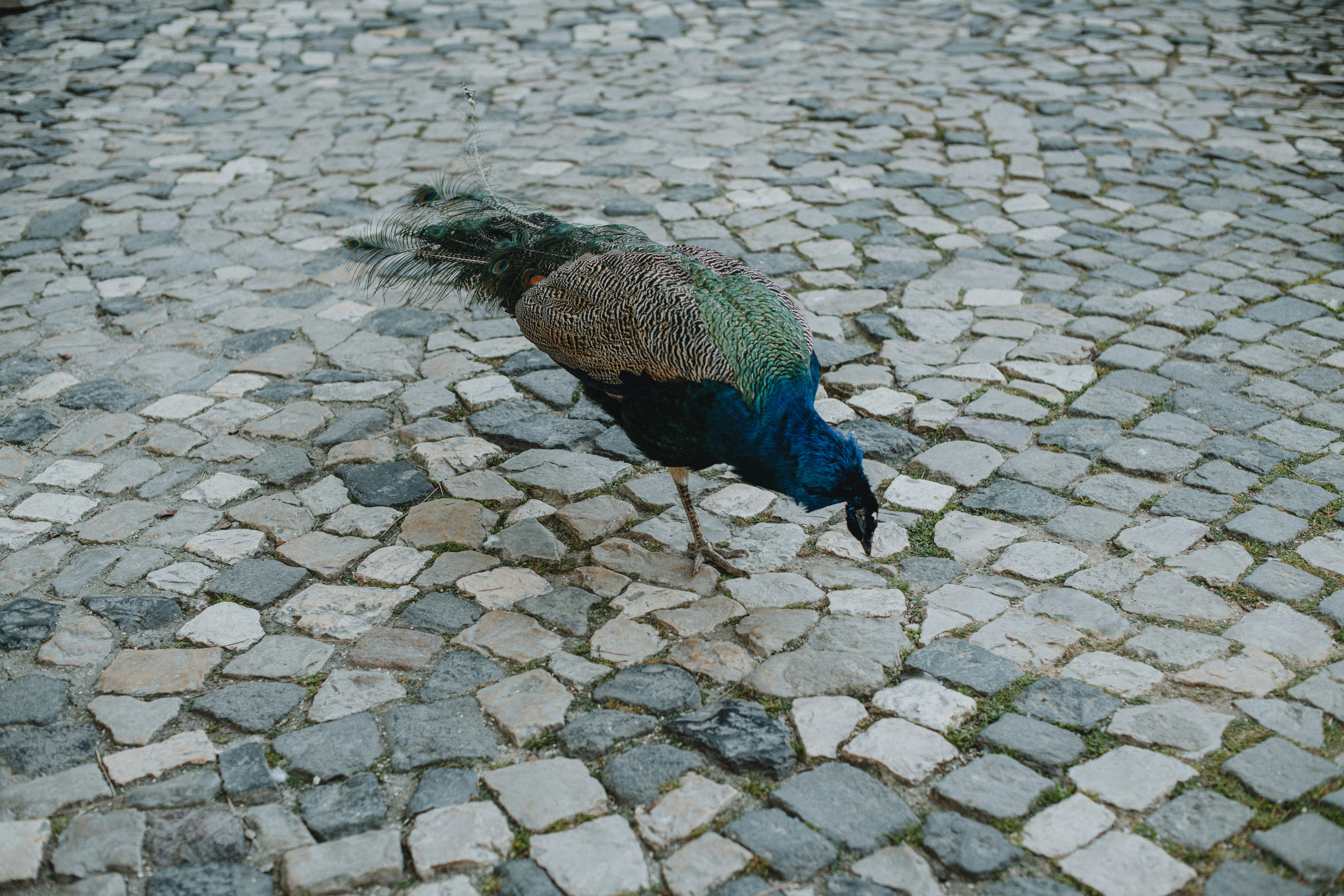 a peacock walking across a cobblestone road