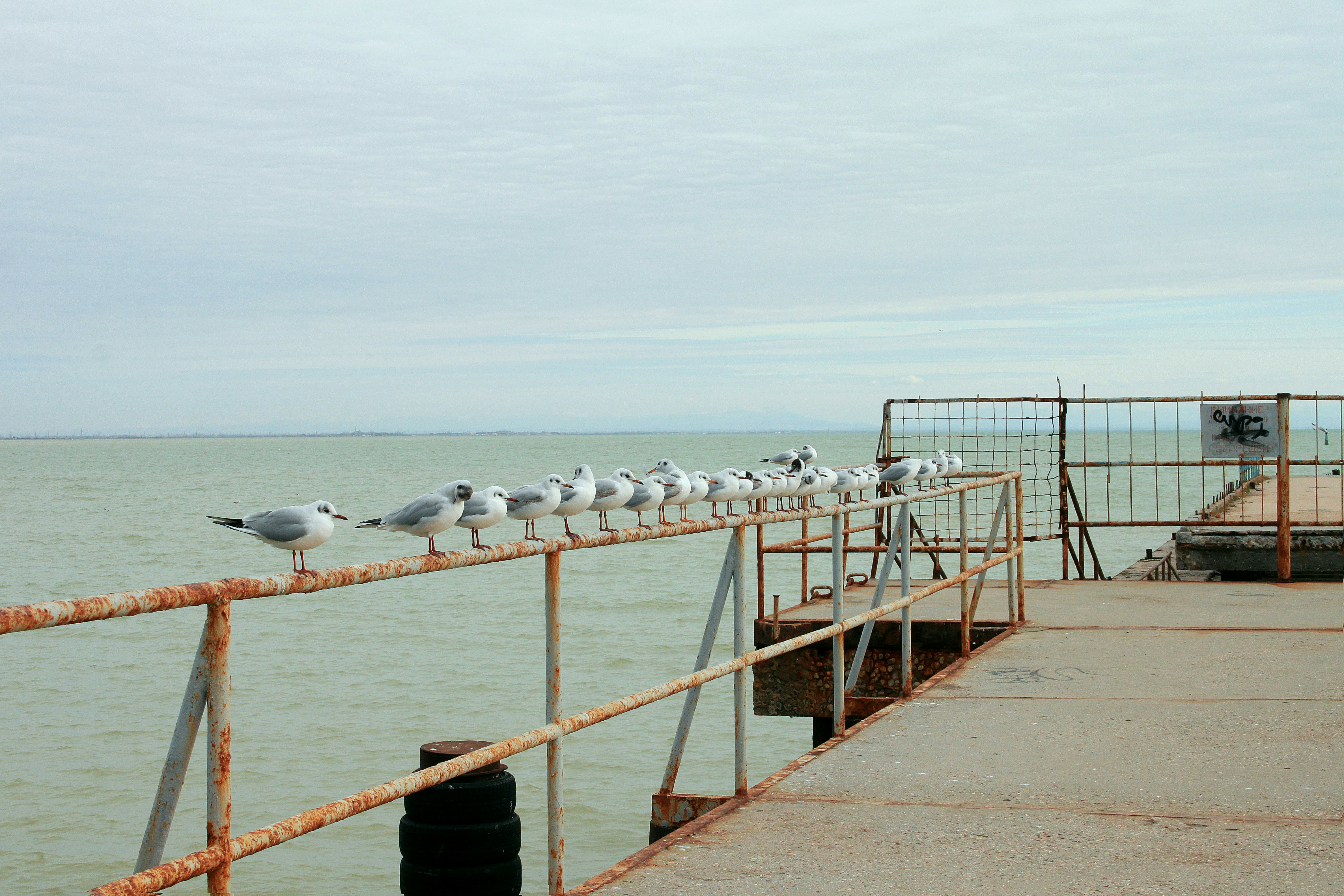 Seagull Parade Along a Weathered Pier Rail
