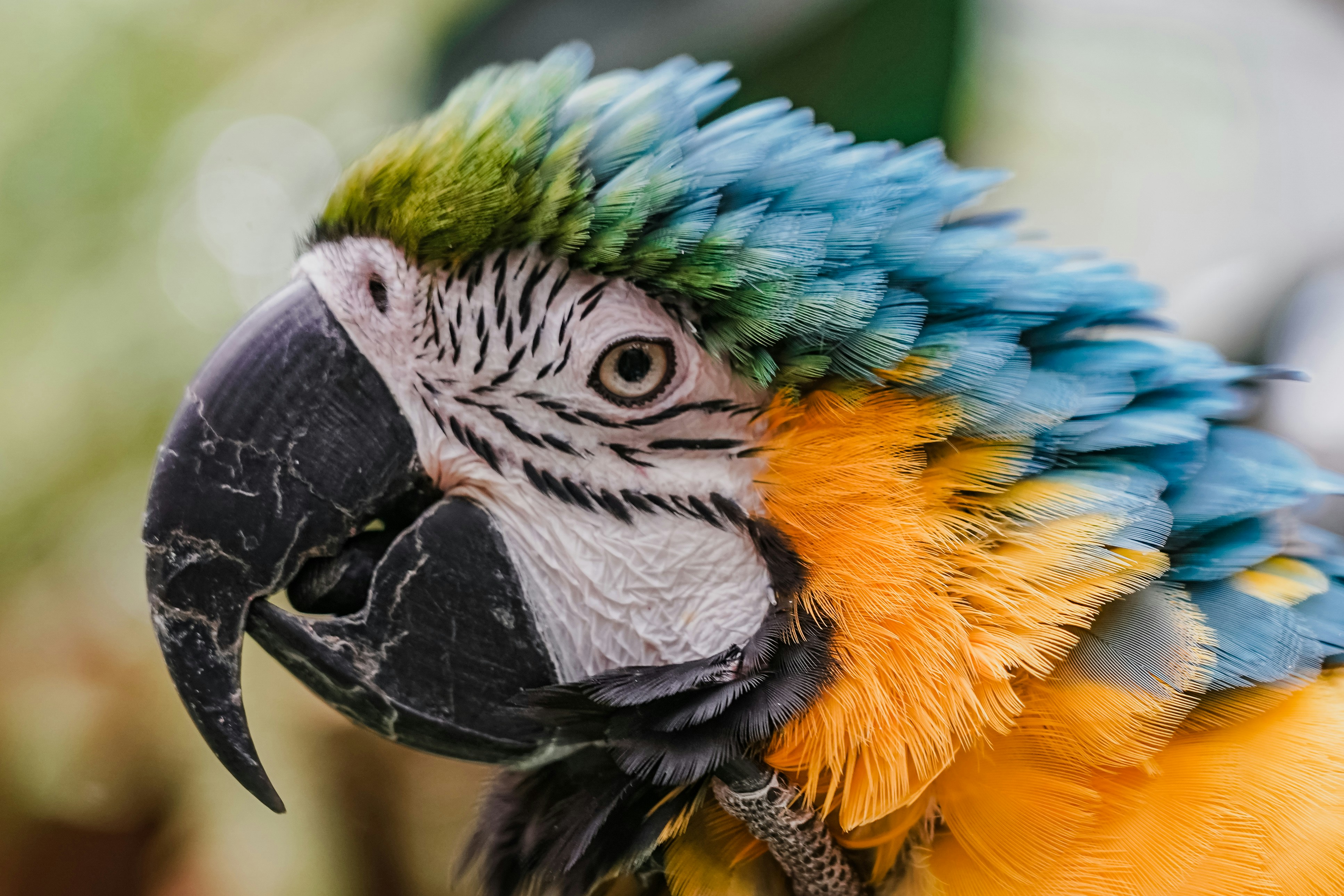 A close up of a colorful parrot with a blurry background photo – Free ...