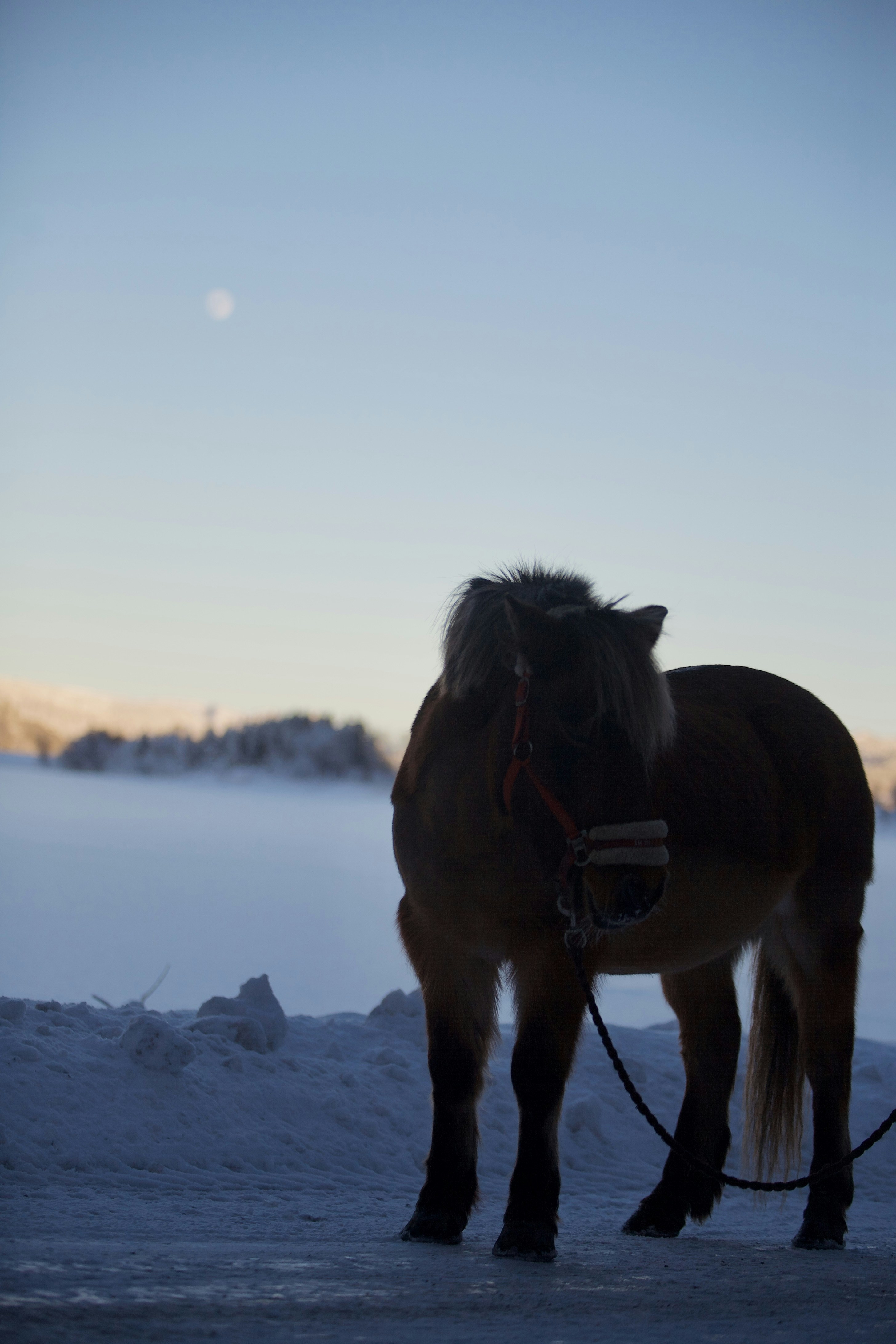 Nordland/lyngen horse standing on icy road with a snow covered lake and the moon in the background.