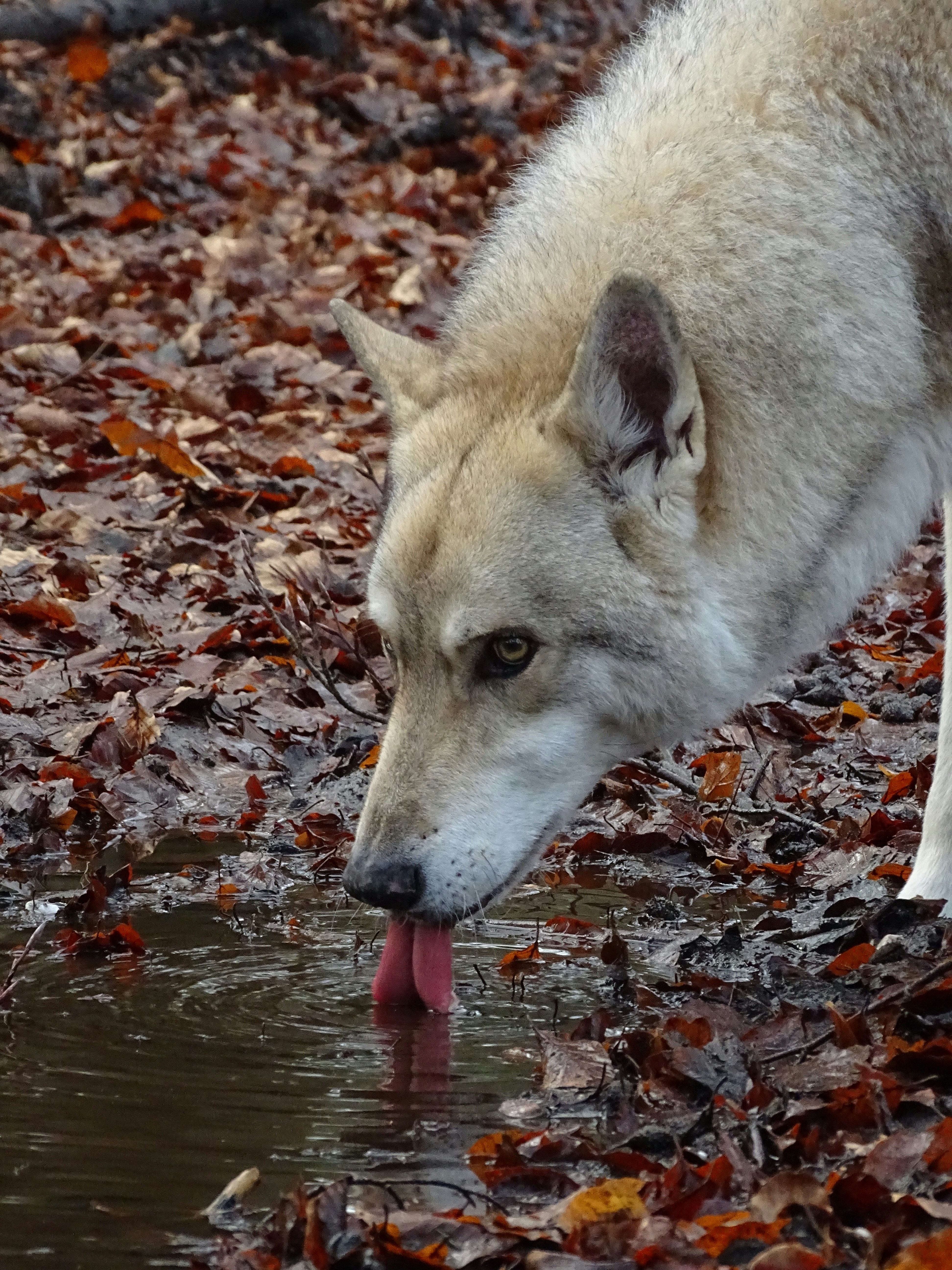 A white wolf drinking water from a pond photo – Free Wolf Image on Unsplash