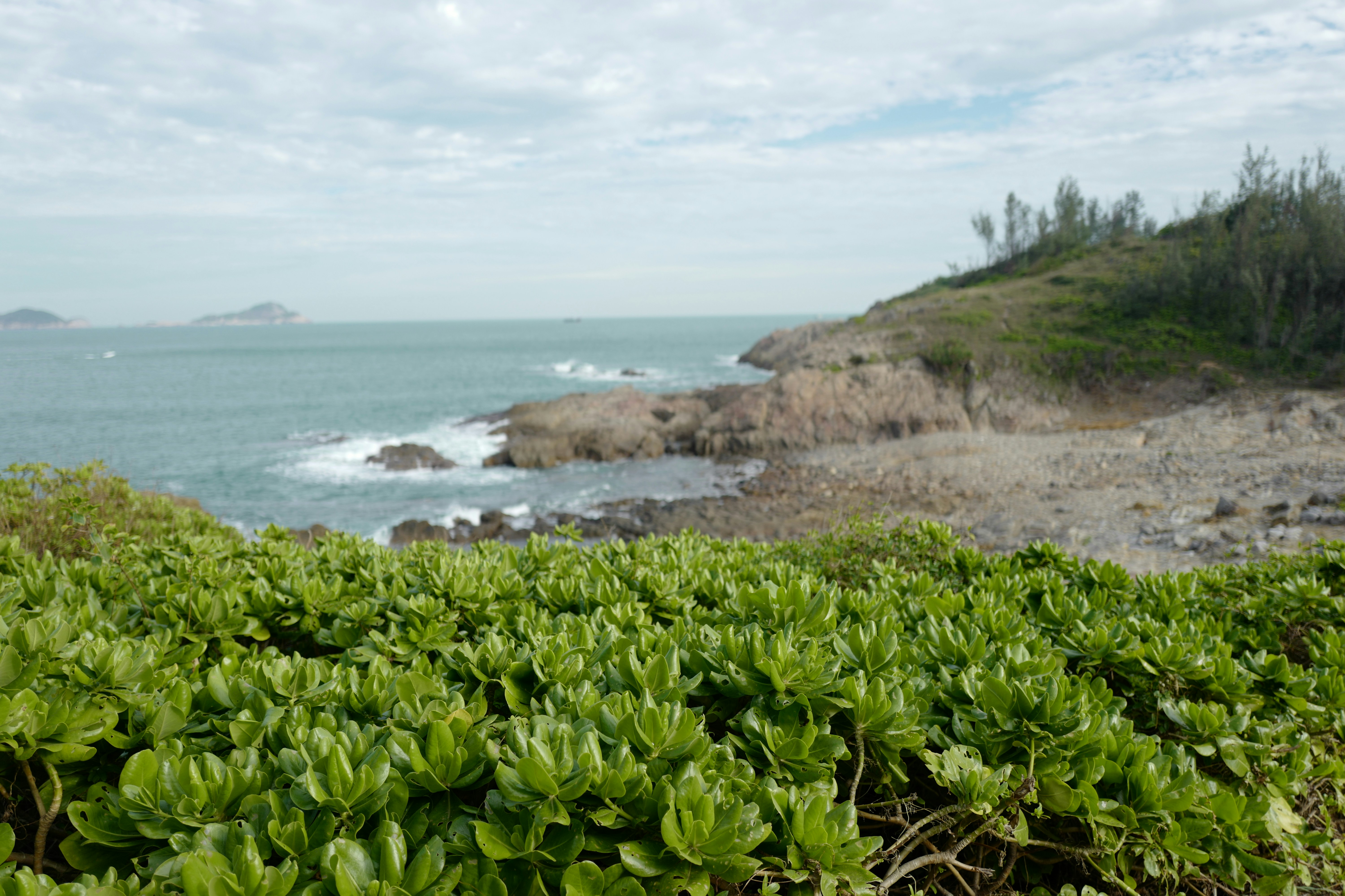 a bunch of plants that are by the water