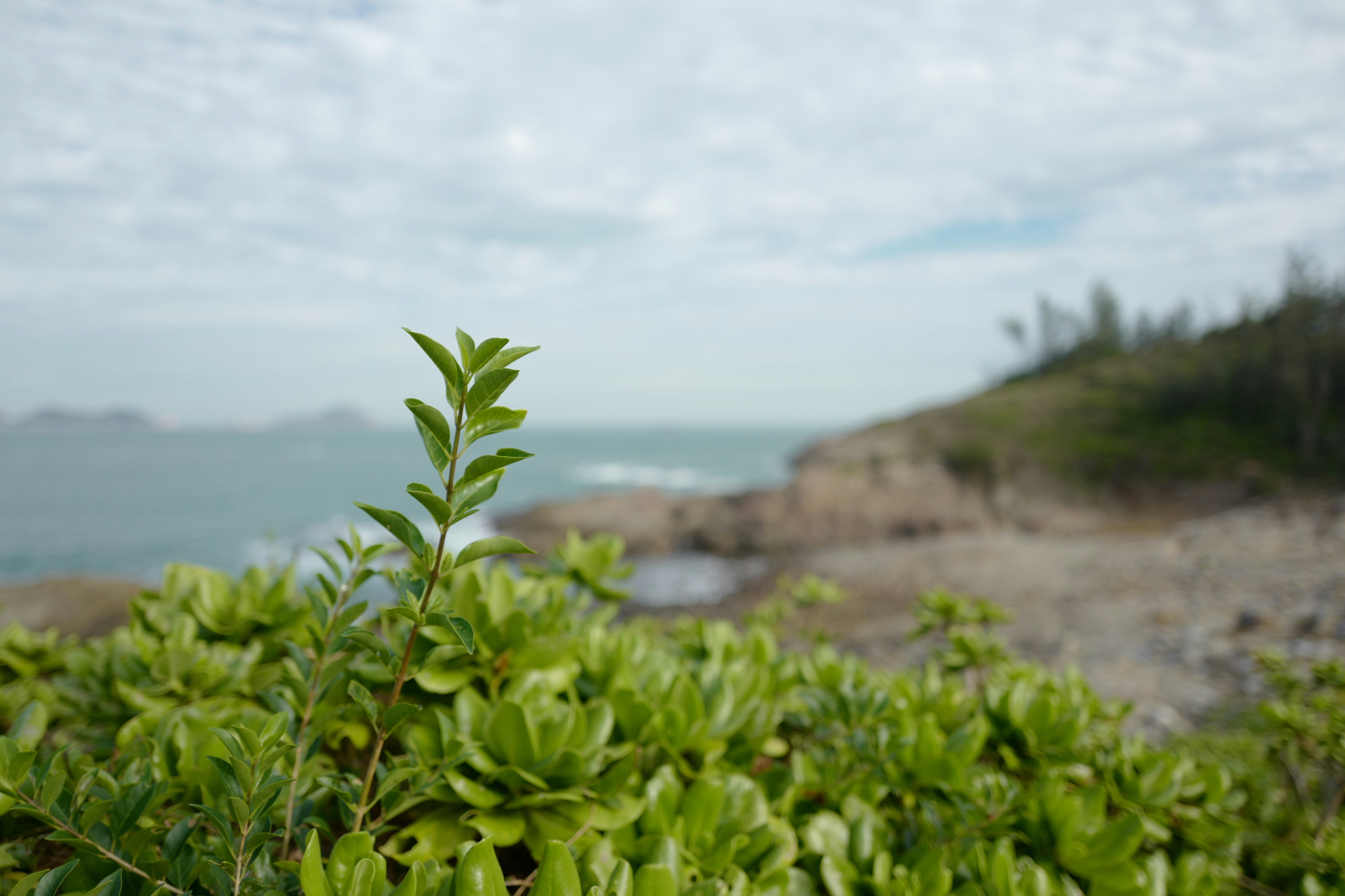 a plant with green leaves in front of a body of water