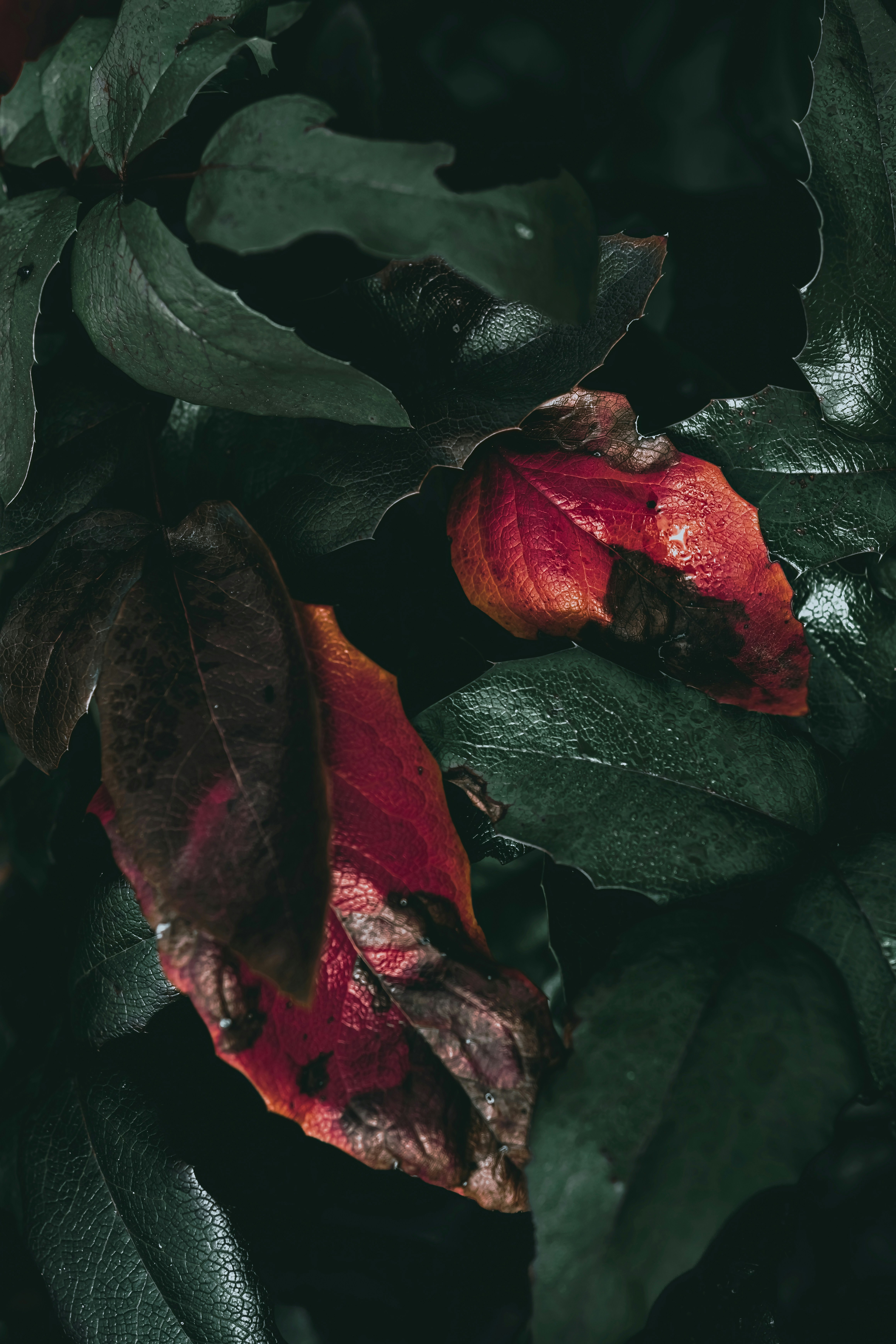 Red and green Oregon grape leaves