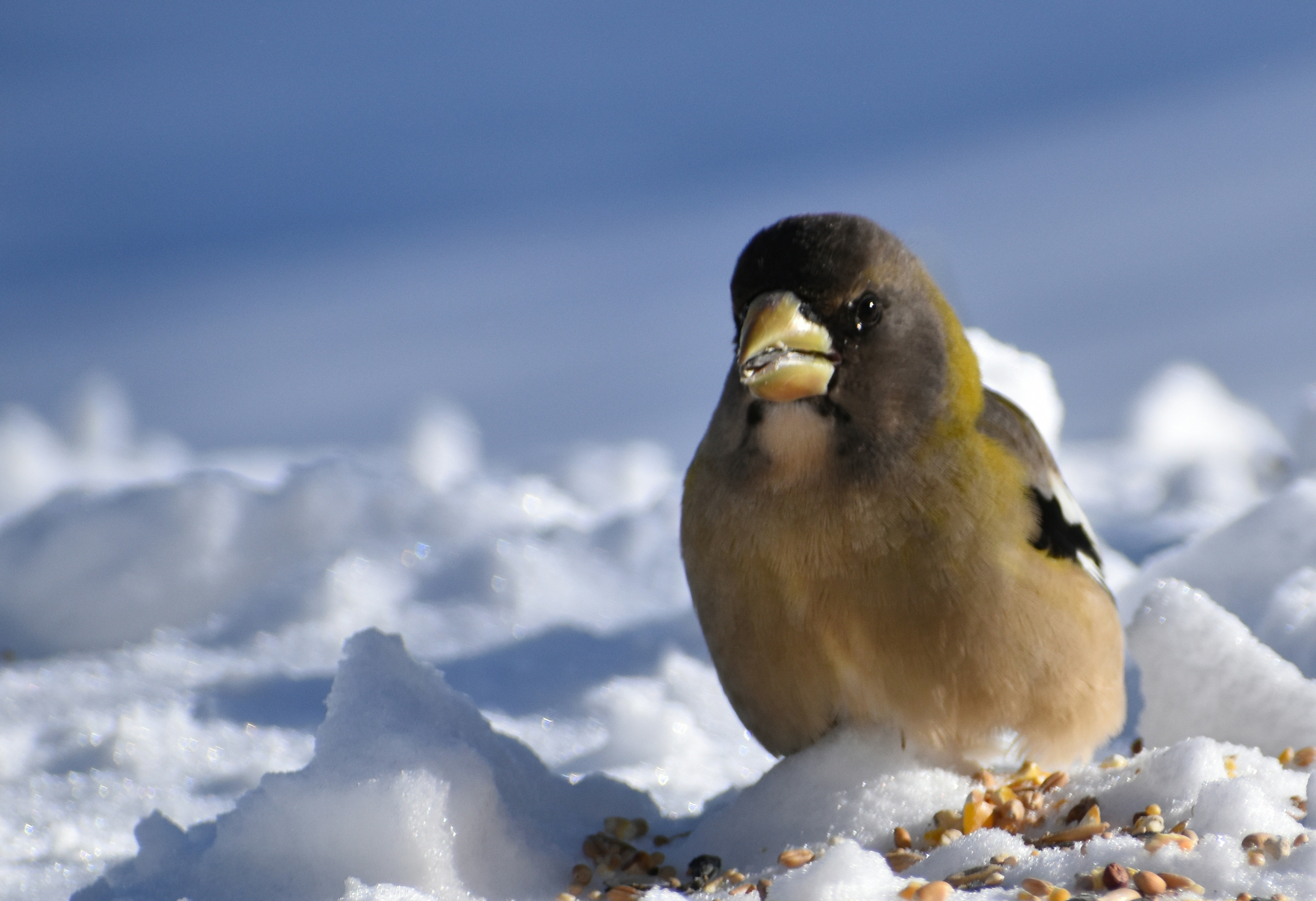 A big beak wandering in winter, Sainte-Apolline, Québec, Canada