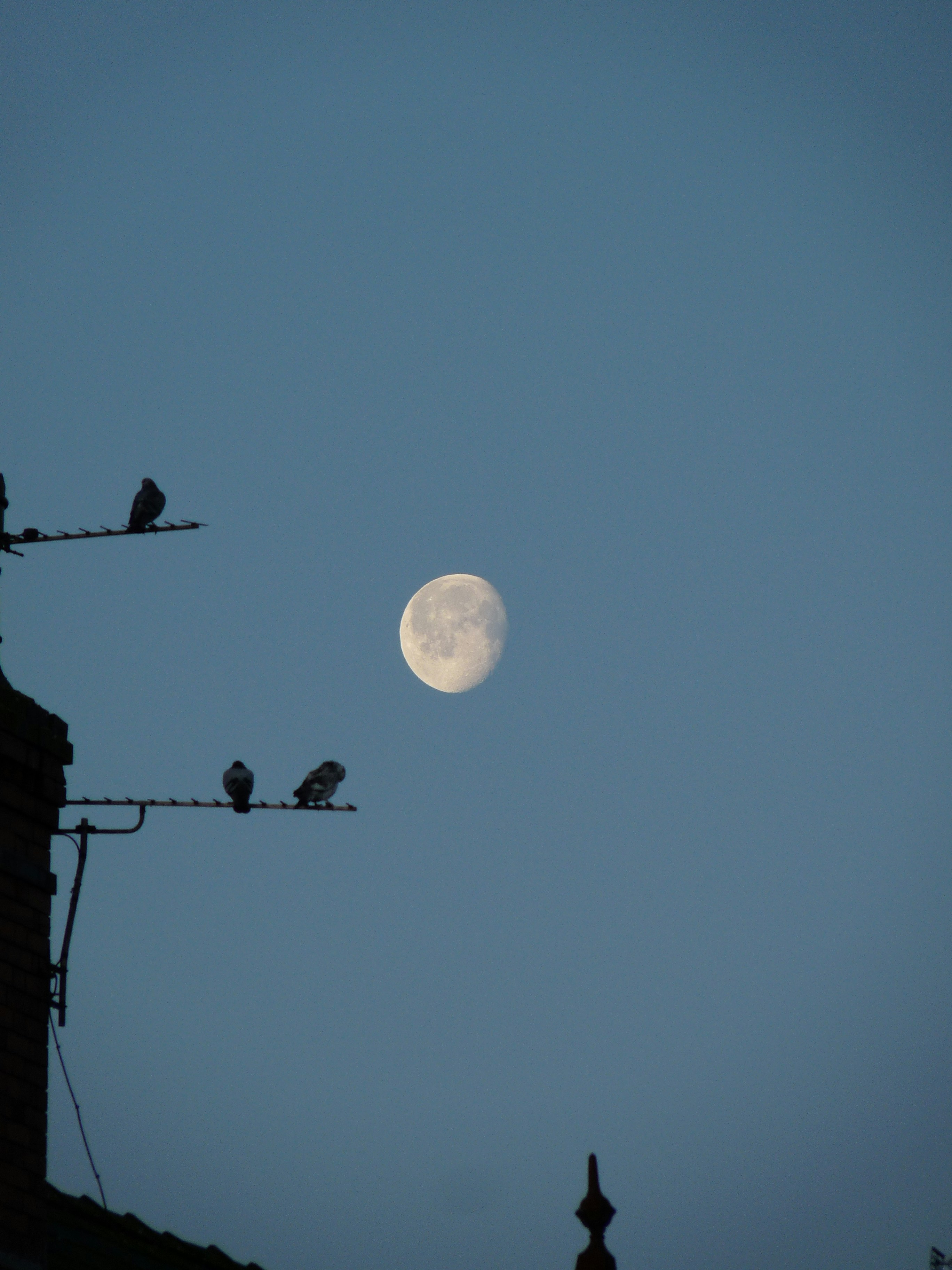 Moonlit Rooftop Silhouette