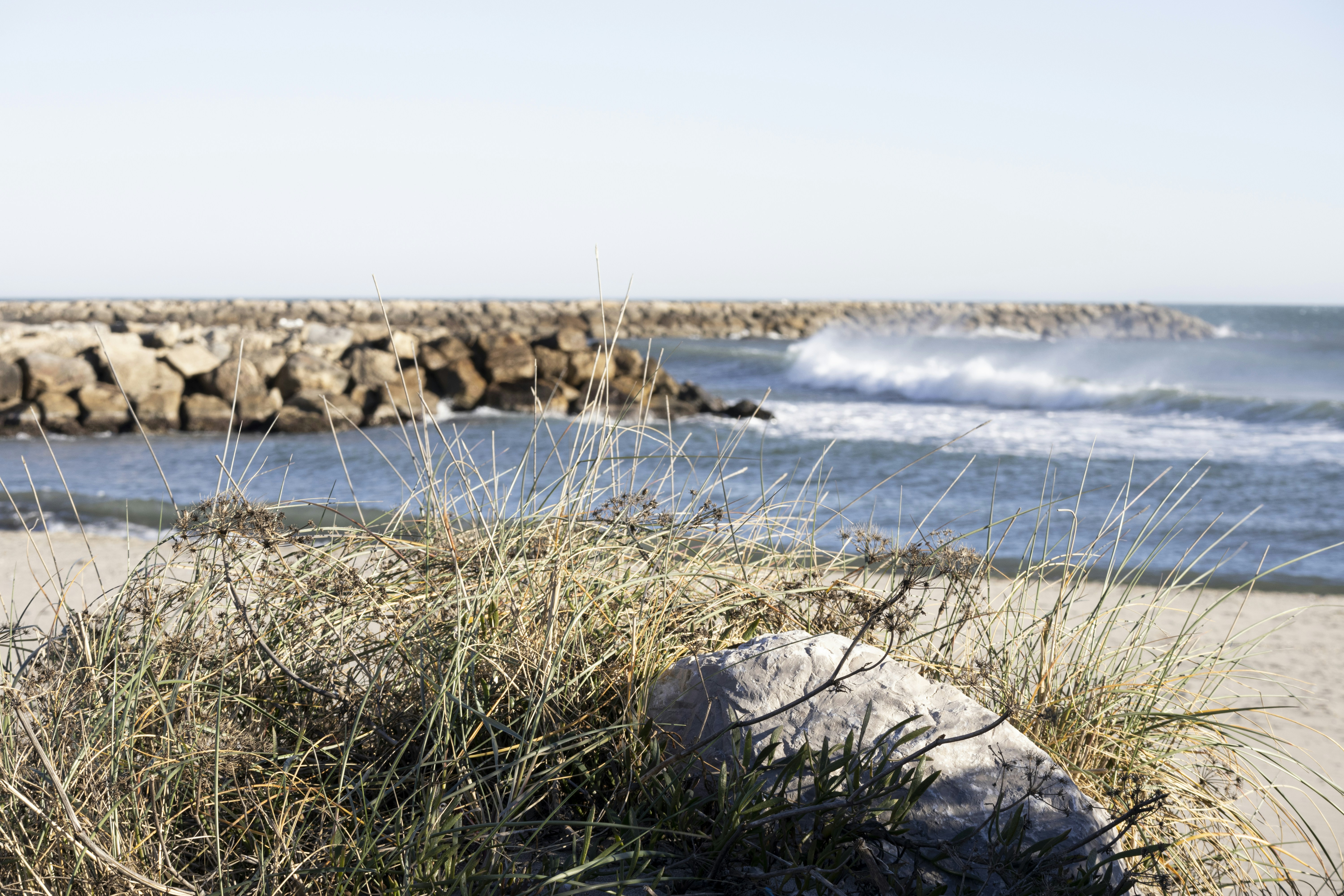 Coastal Sedge and Wave Break by a Dune-Rimmed Beach